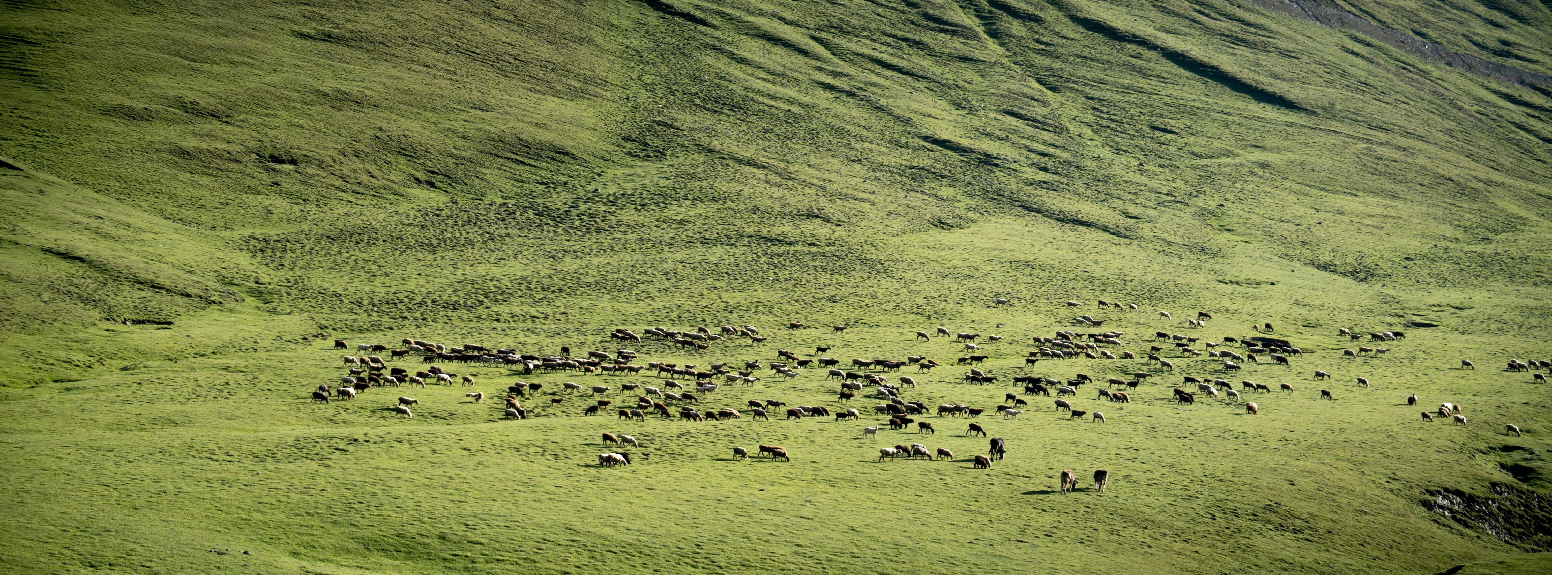 Grazing herd across rolling emerald hills under soft daylight