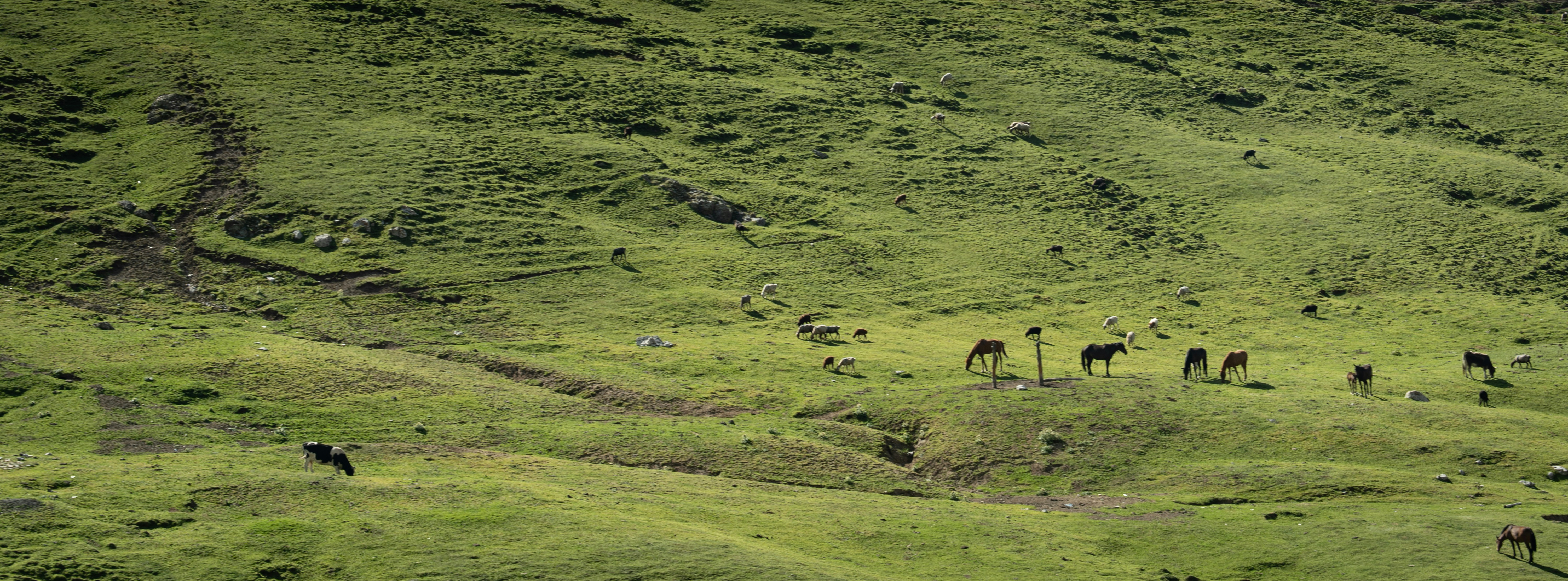 Grassland Herd at Distant Slope