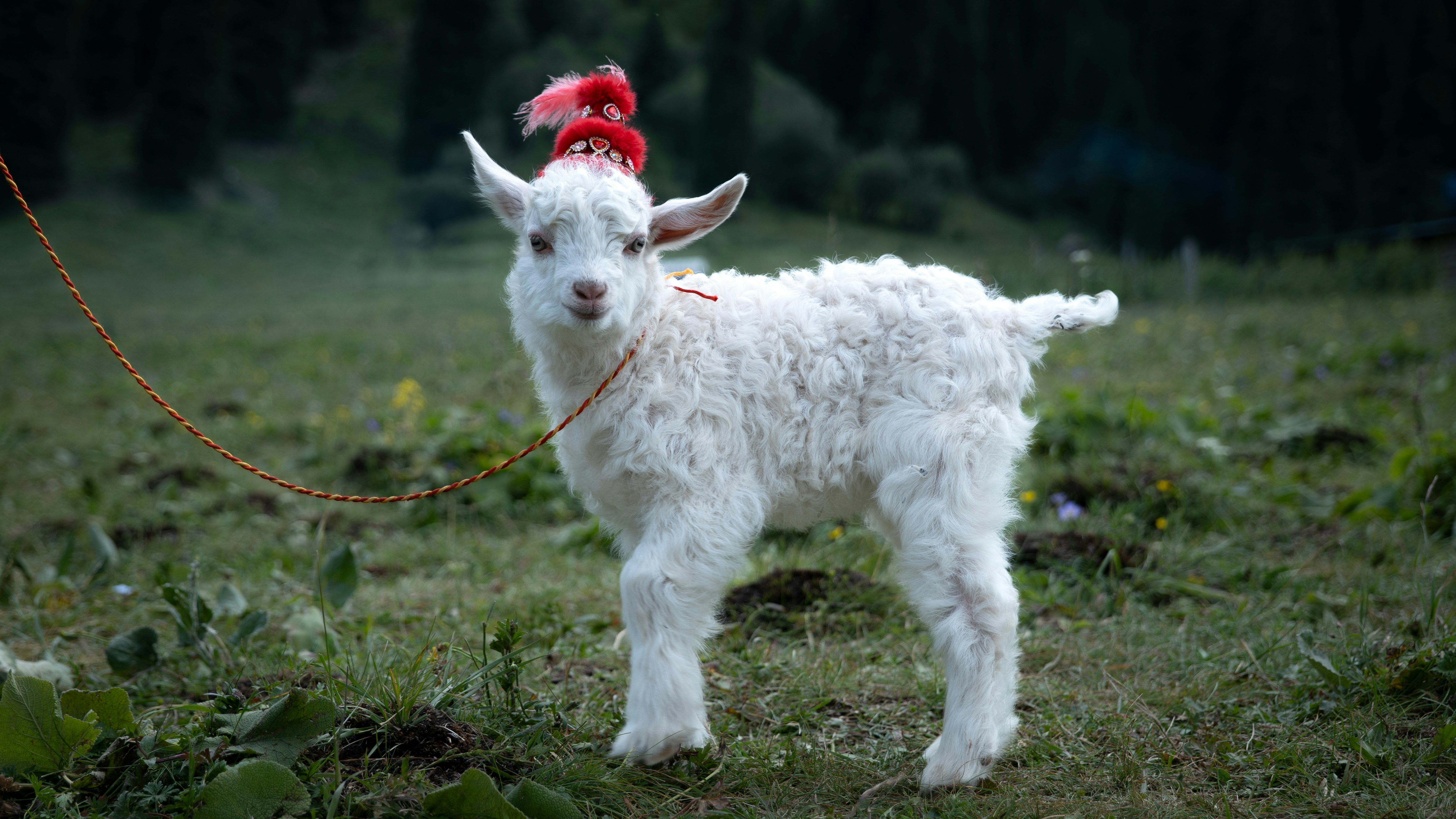 Lamb on a Ledge: White Fleece and Red Hat in a Meadow