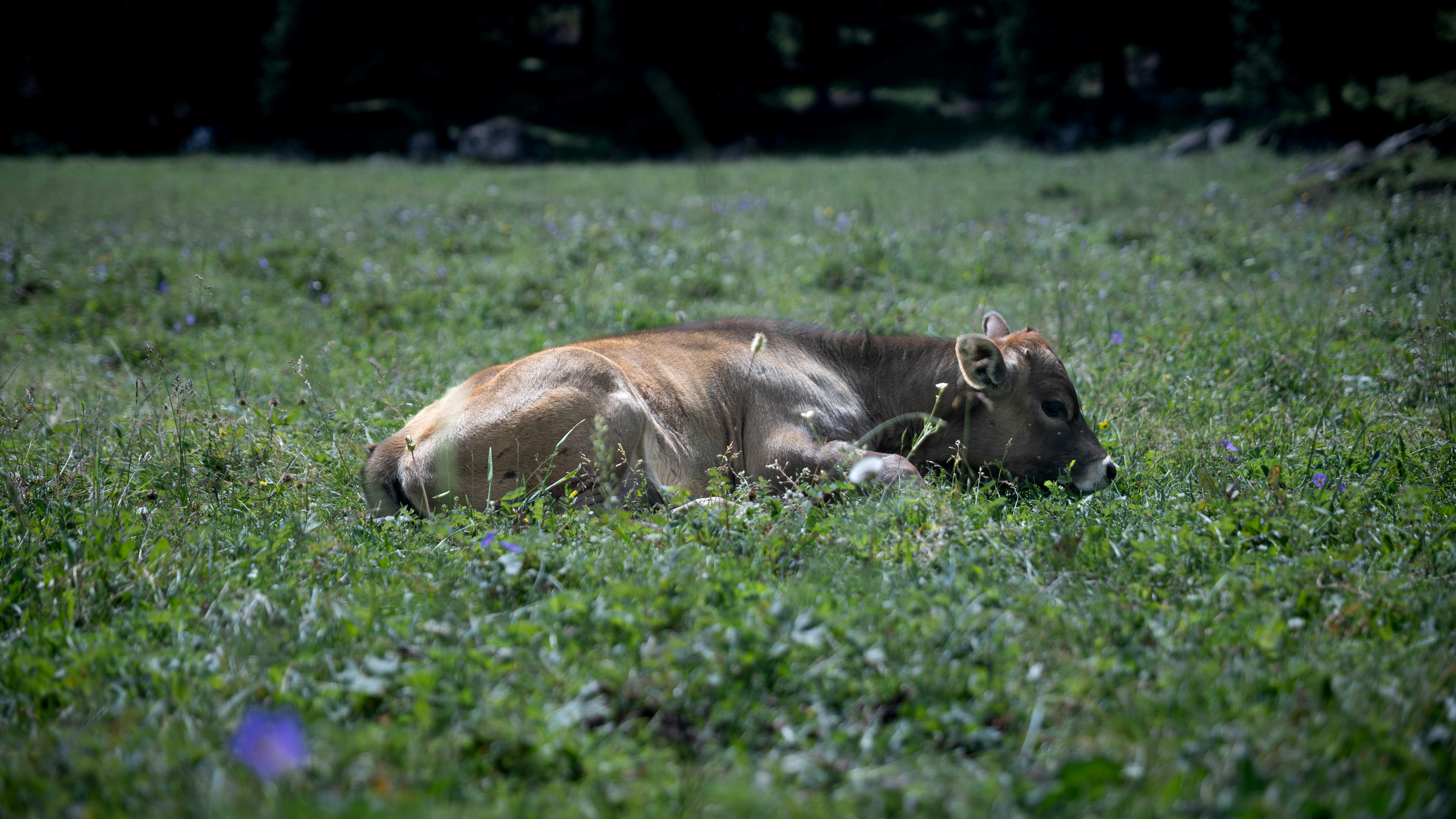 Resting Highland Cow in a Quiet Meadow
