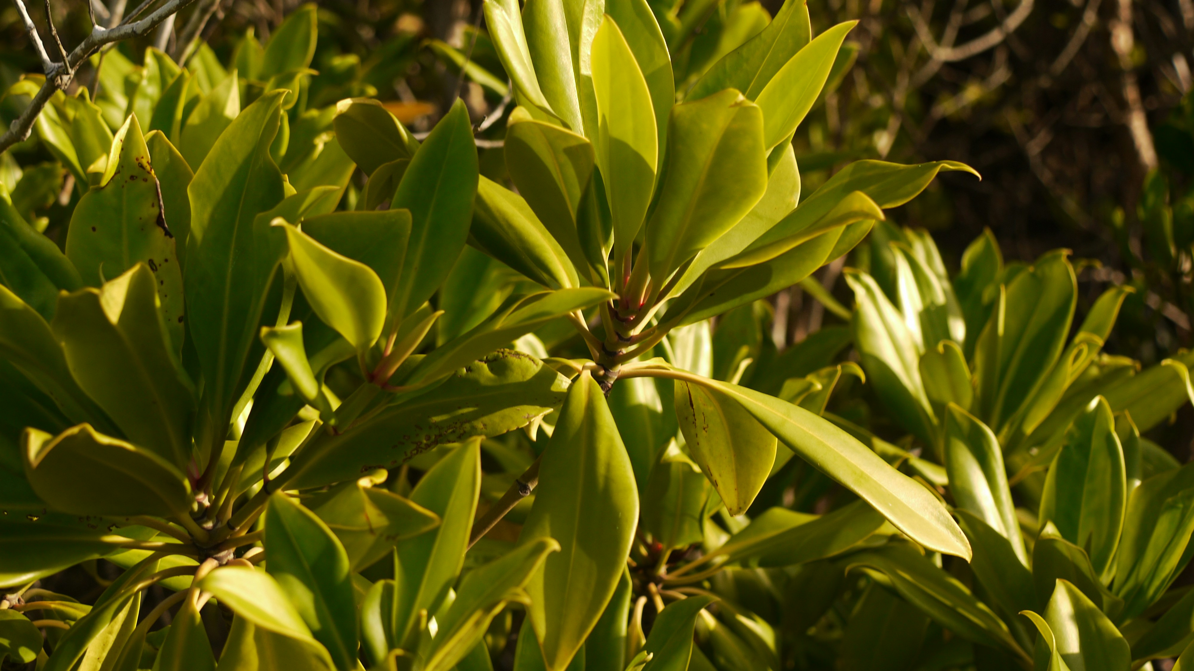 Sunlit Citrus-green: a close-up of glossy foliage in warm tones