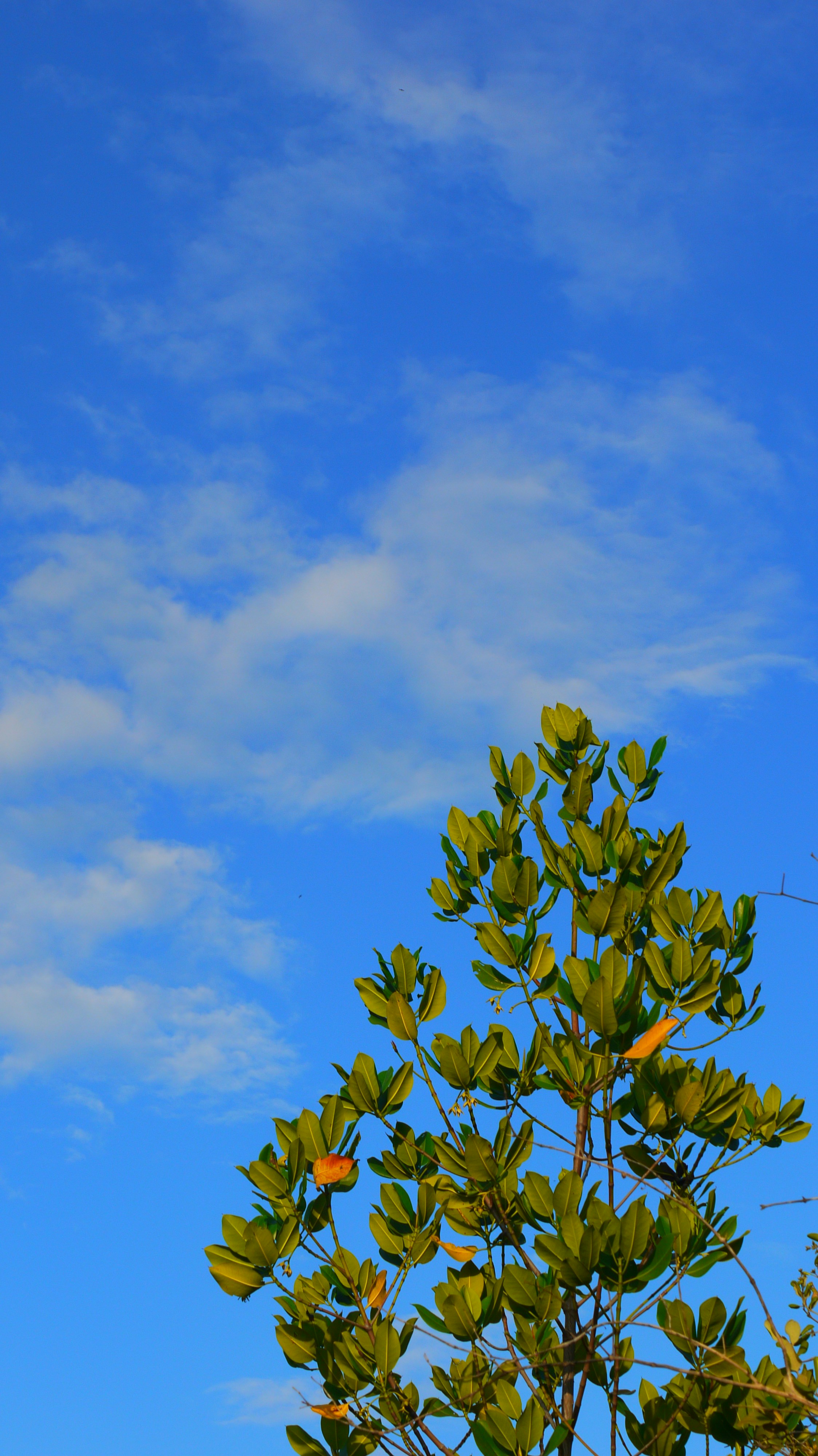 Blue Sky Above, Leaves Reaching for Light