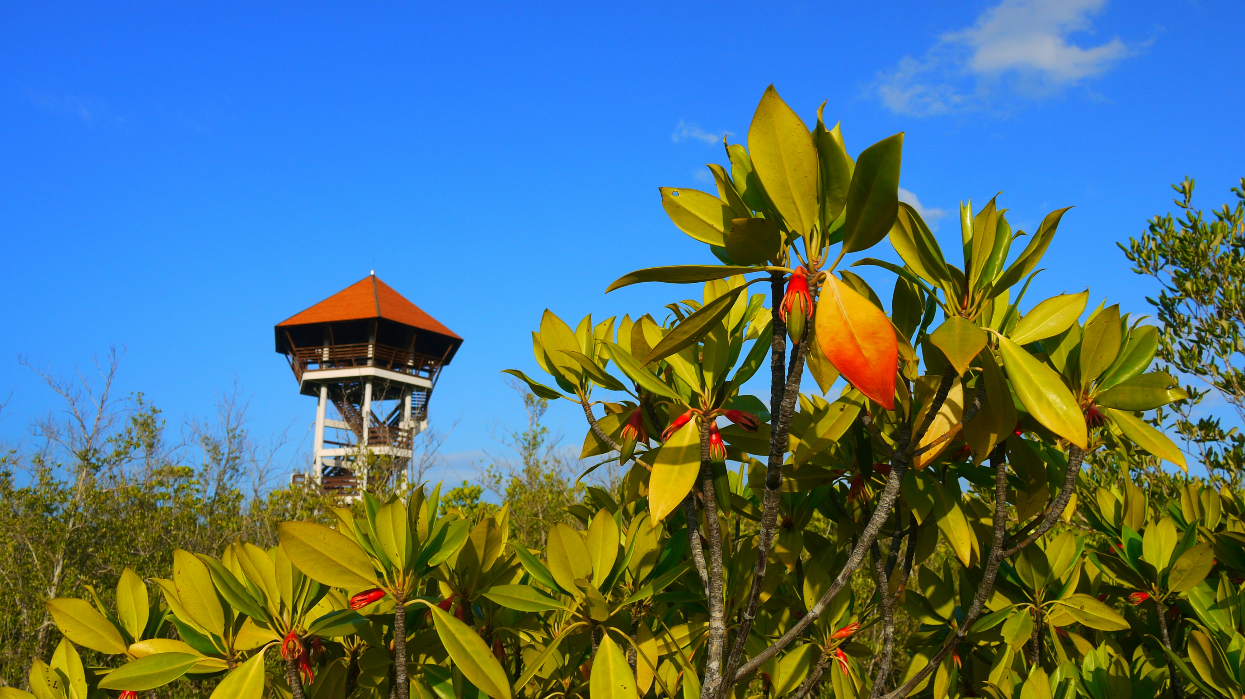 Orange Fruit Amid Yellow Leaves Under a Blue Sky