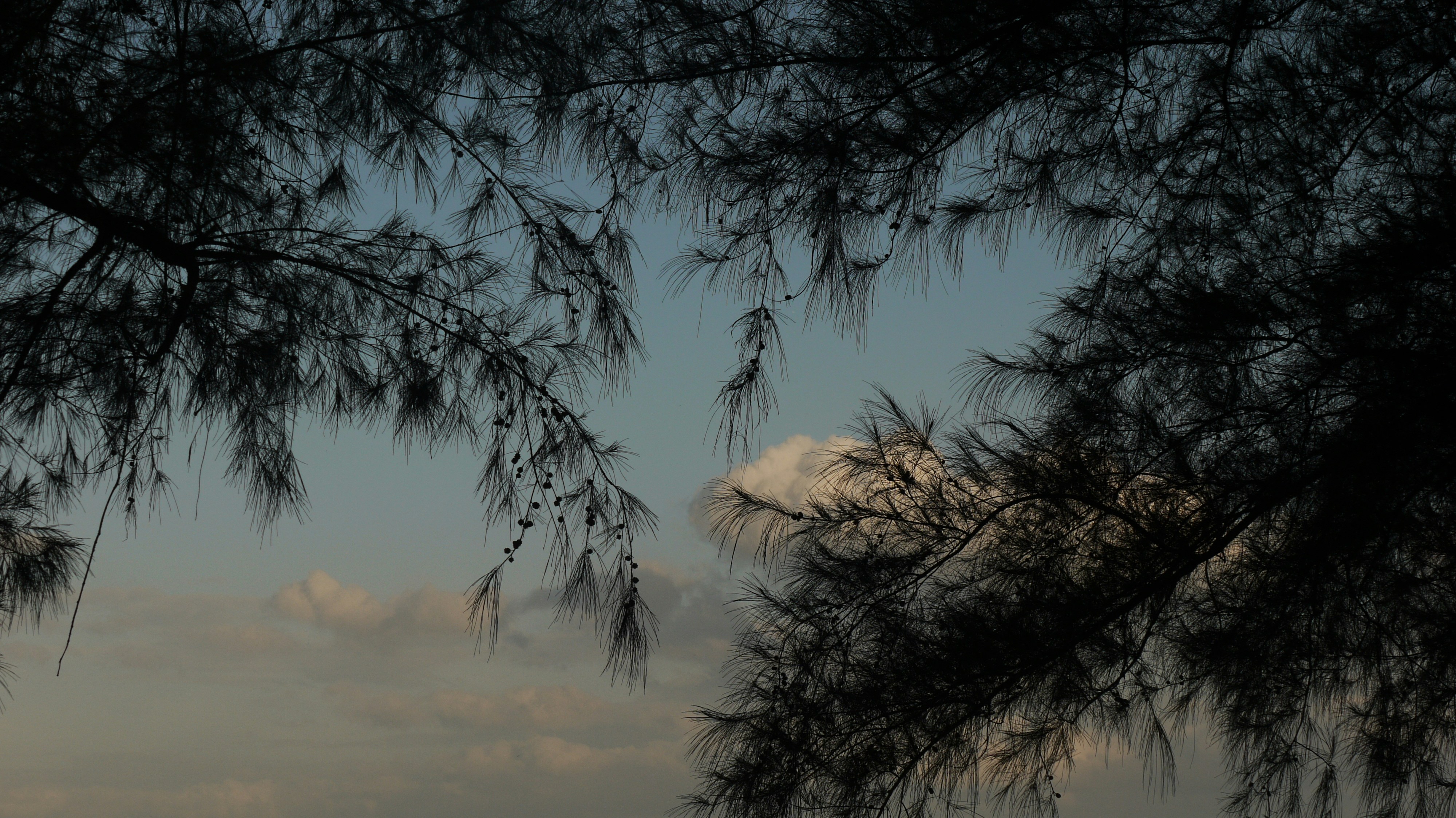 Branches Framing a Sunset Sky