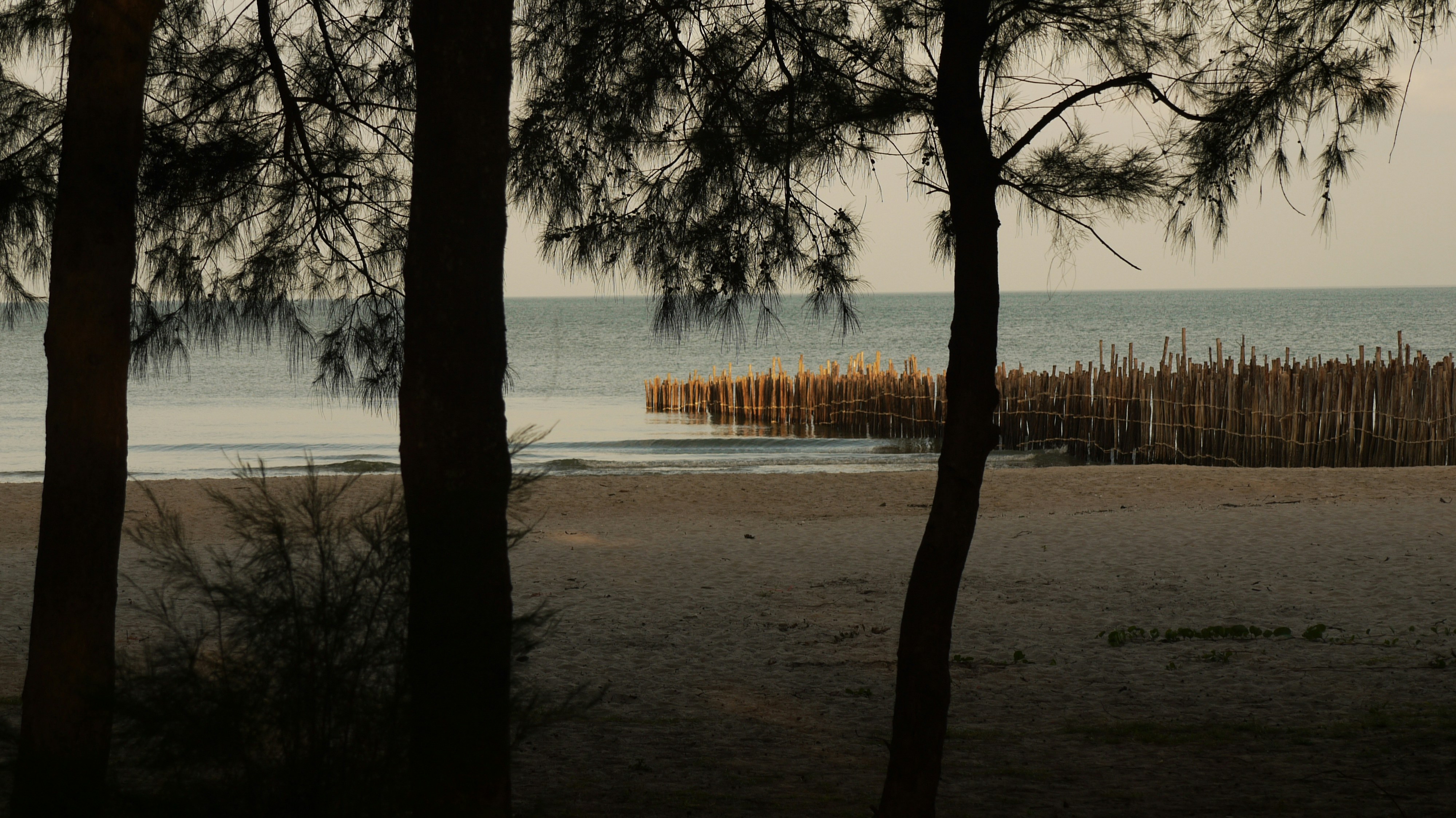 Shadowed Pines at the Quiet Shore