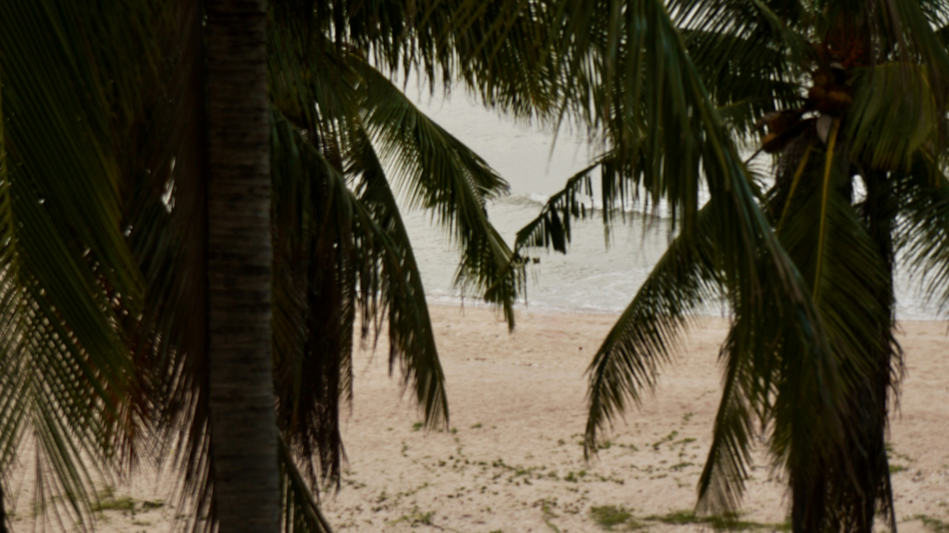 Sunlit Beach Between Fronds: A Quiet Palm-Lined Vista