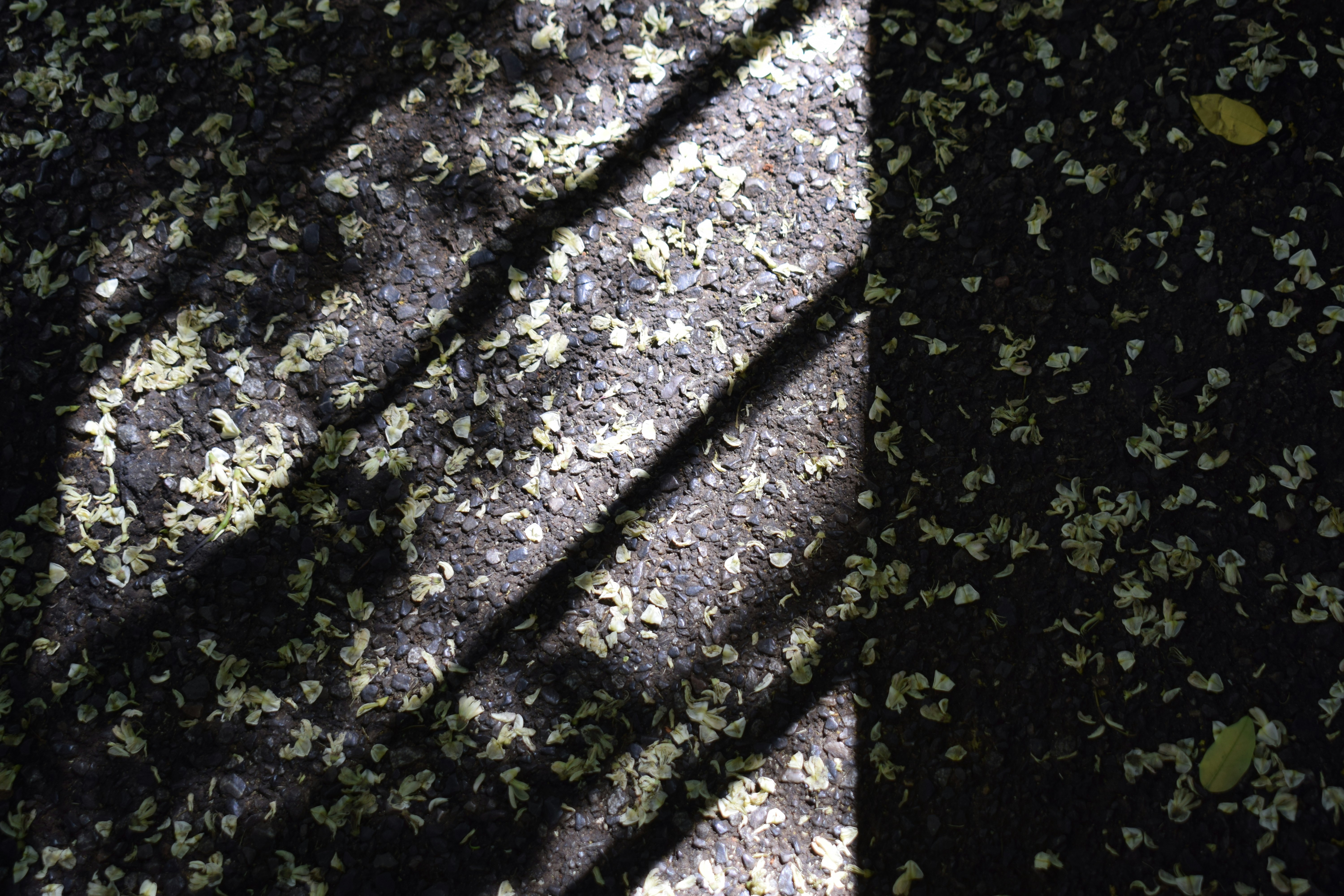 Shadows on a Pitted Path