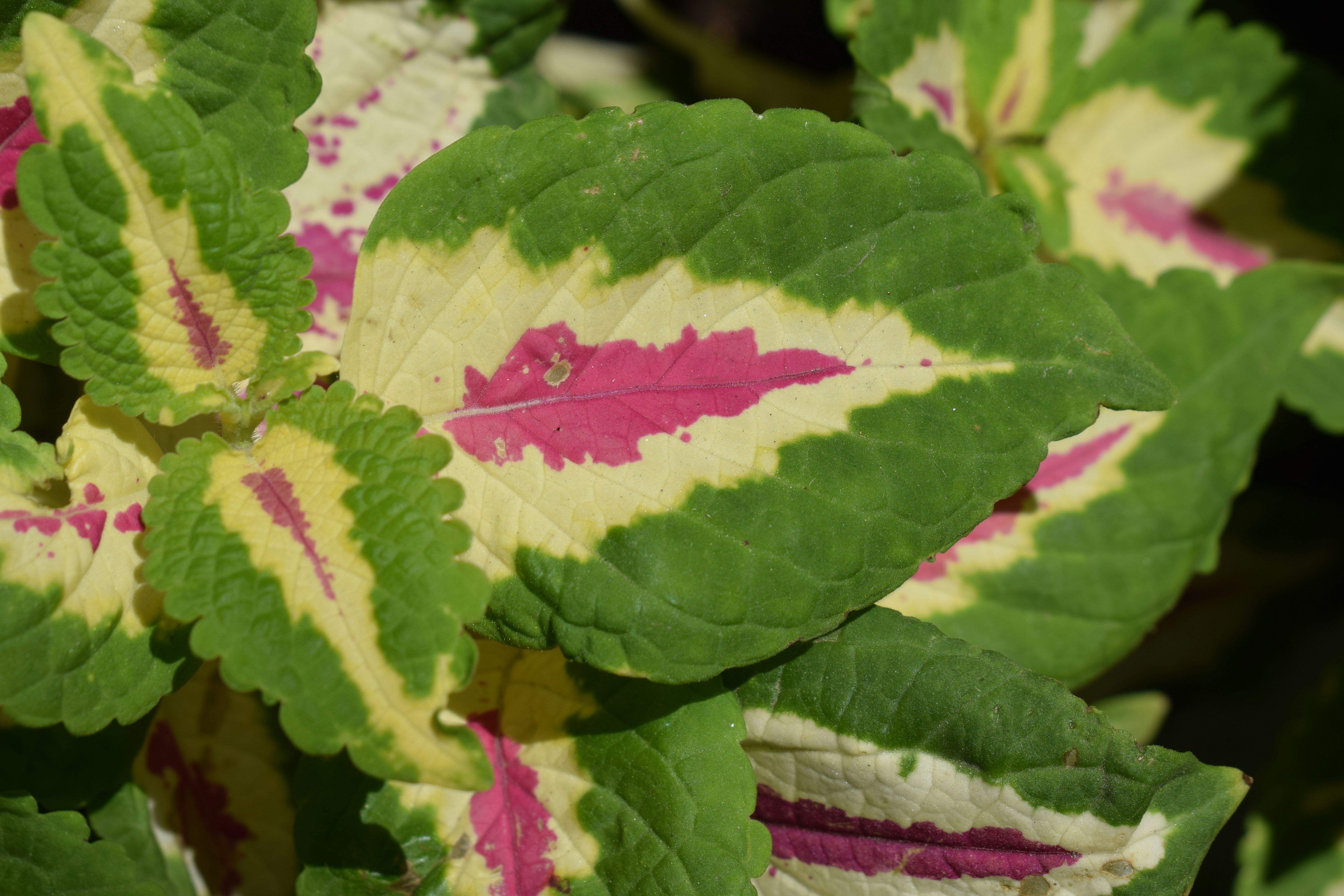 Close-up of variegated green, cream, and magenta leaves with pronounced texture and veins. The image emphasizes leaf color variation and pattern in a natural setting.