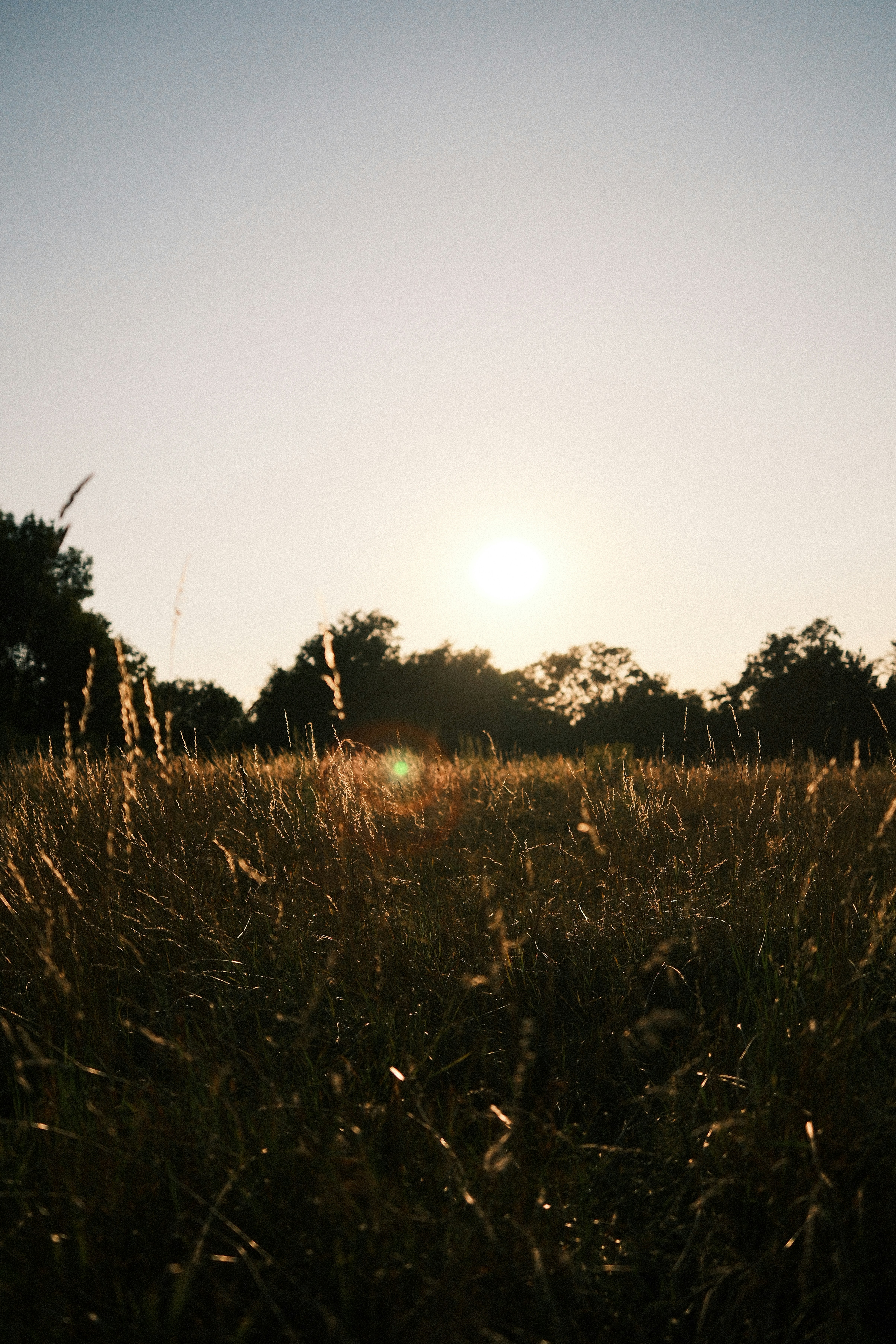 Golden-hour field with tall grasses and a bright sun near the horizon, silhouettes of trees in the background. Outdoor landscape (no people).