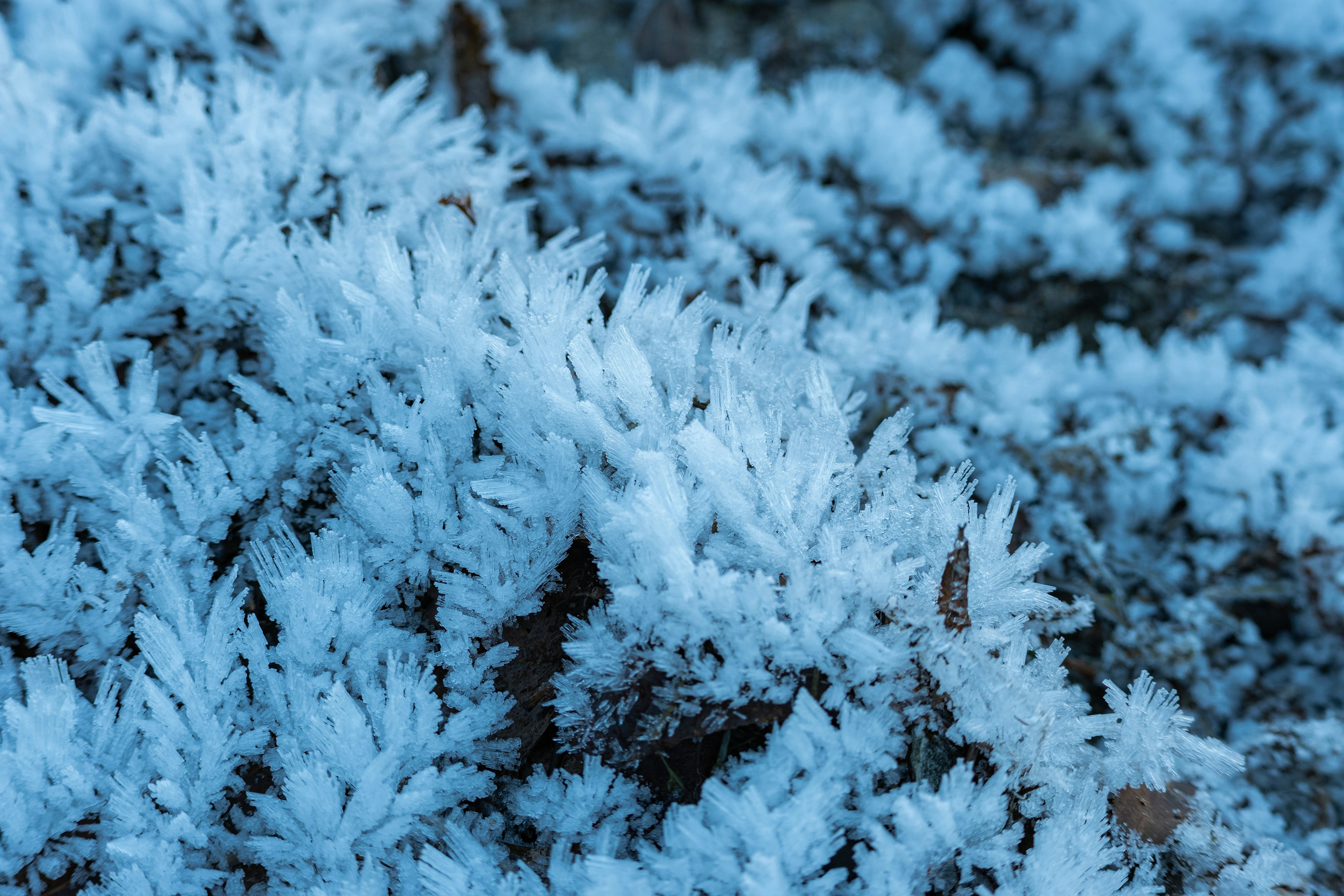 Azure Frost: Crystal Fronds in Close-Field Detail