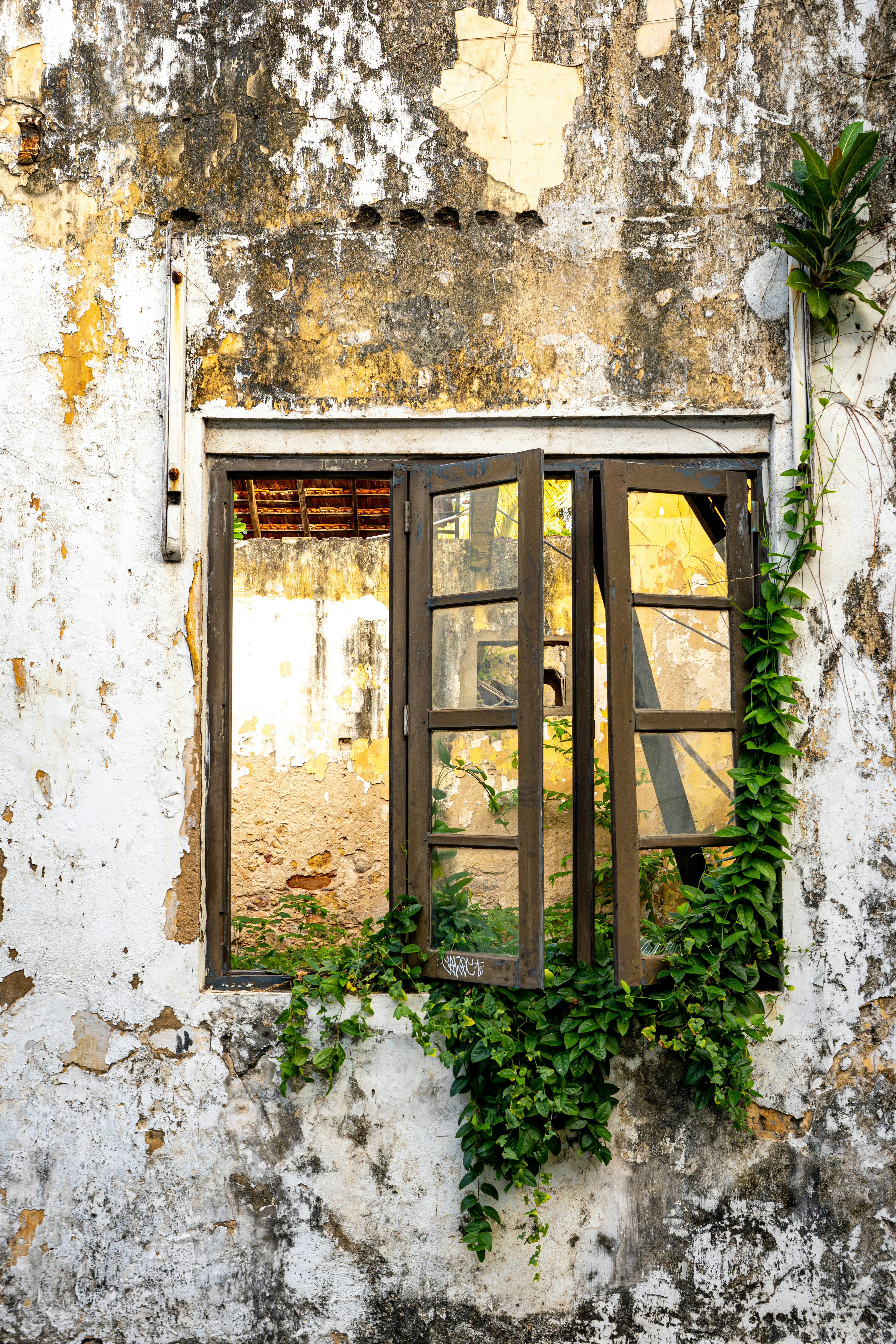 Open Window in a Weathered Wall: Ivy Climbing to Quiet the Ruins