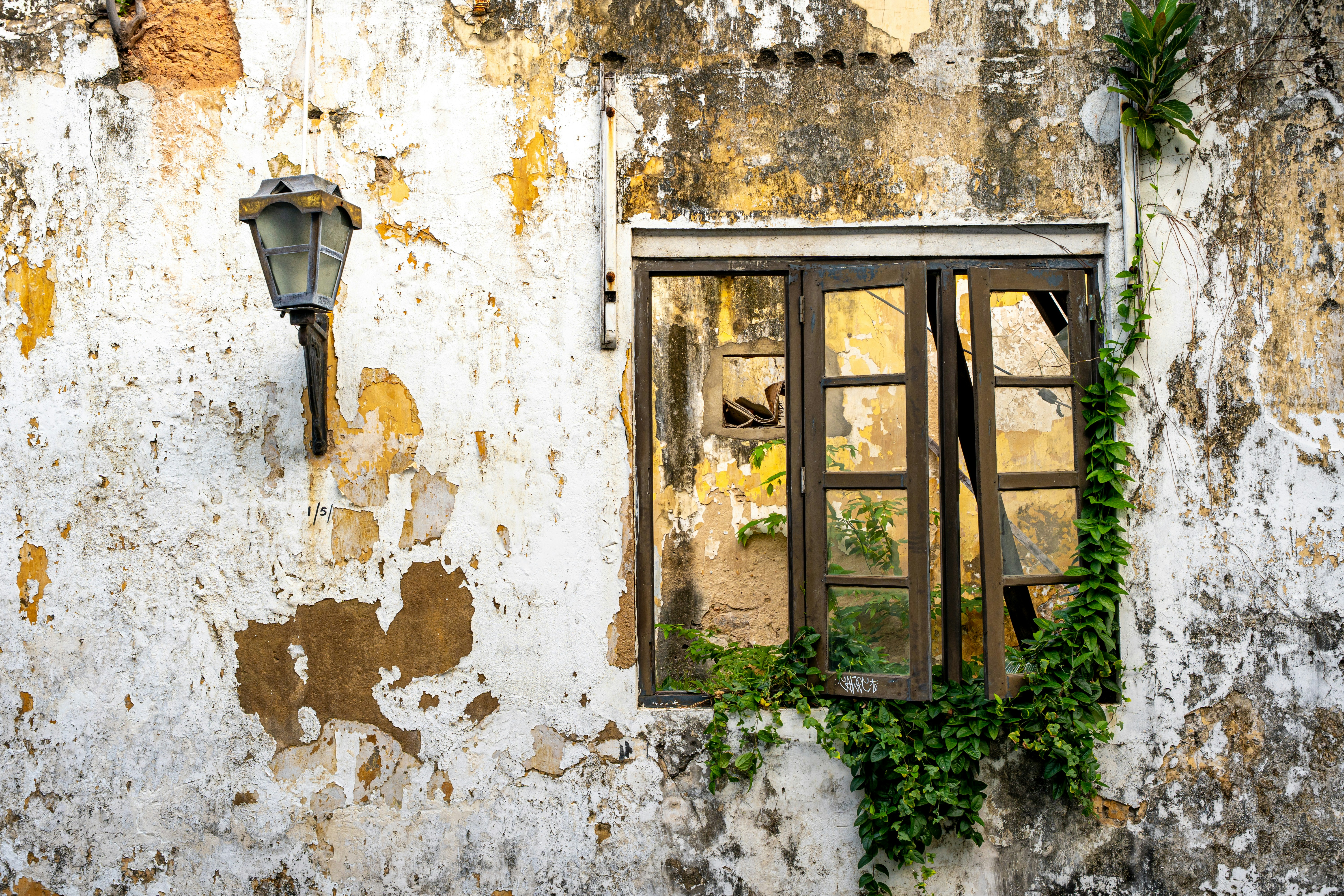 Weathered Wall and Open Window: Green Vines at Dusk