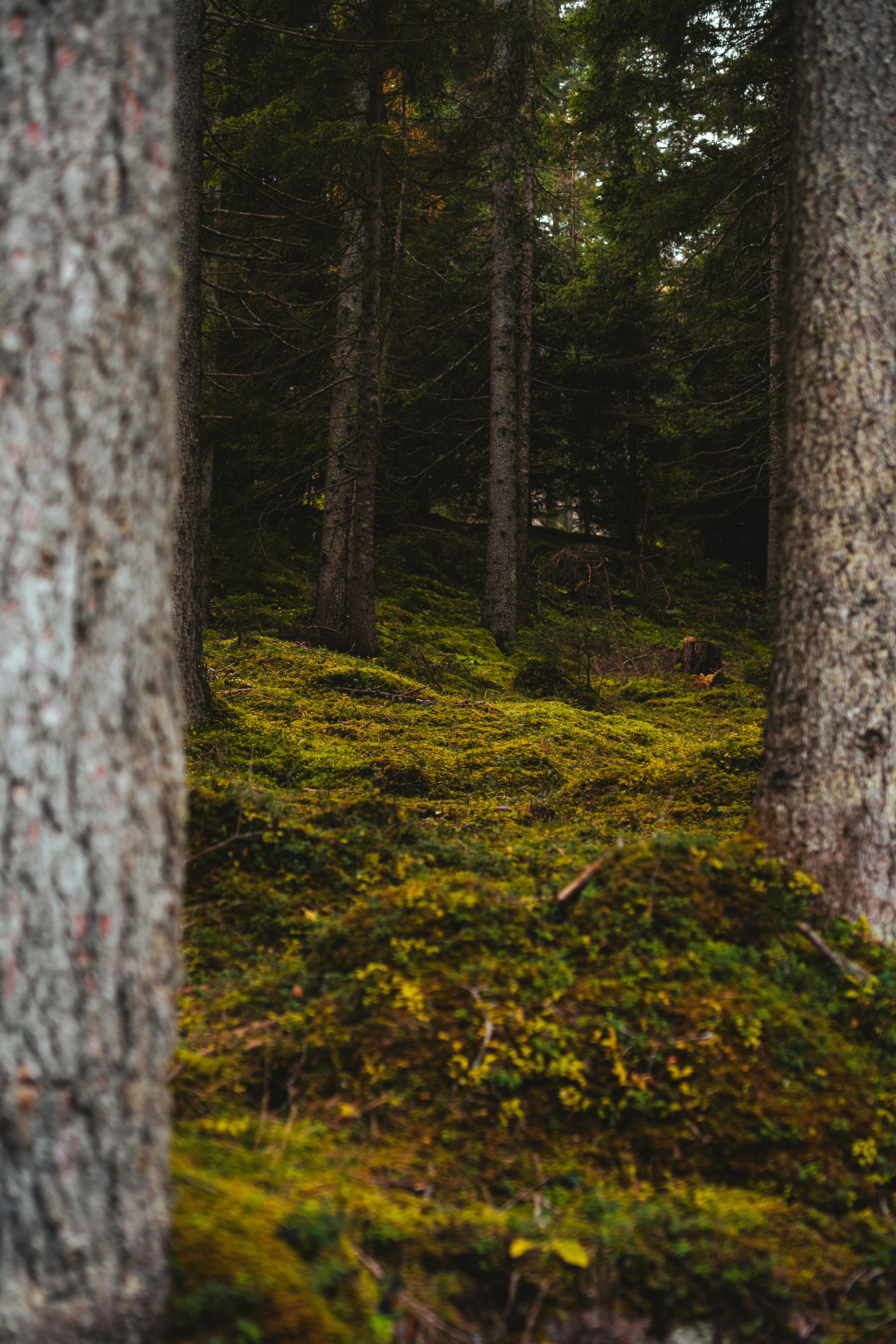 Forest Floor in Soft Golden Light Between Pine Trunks