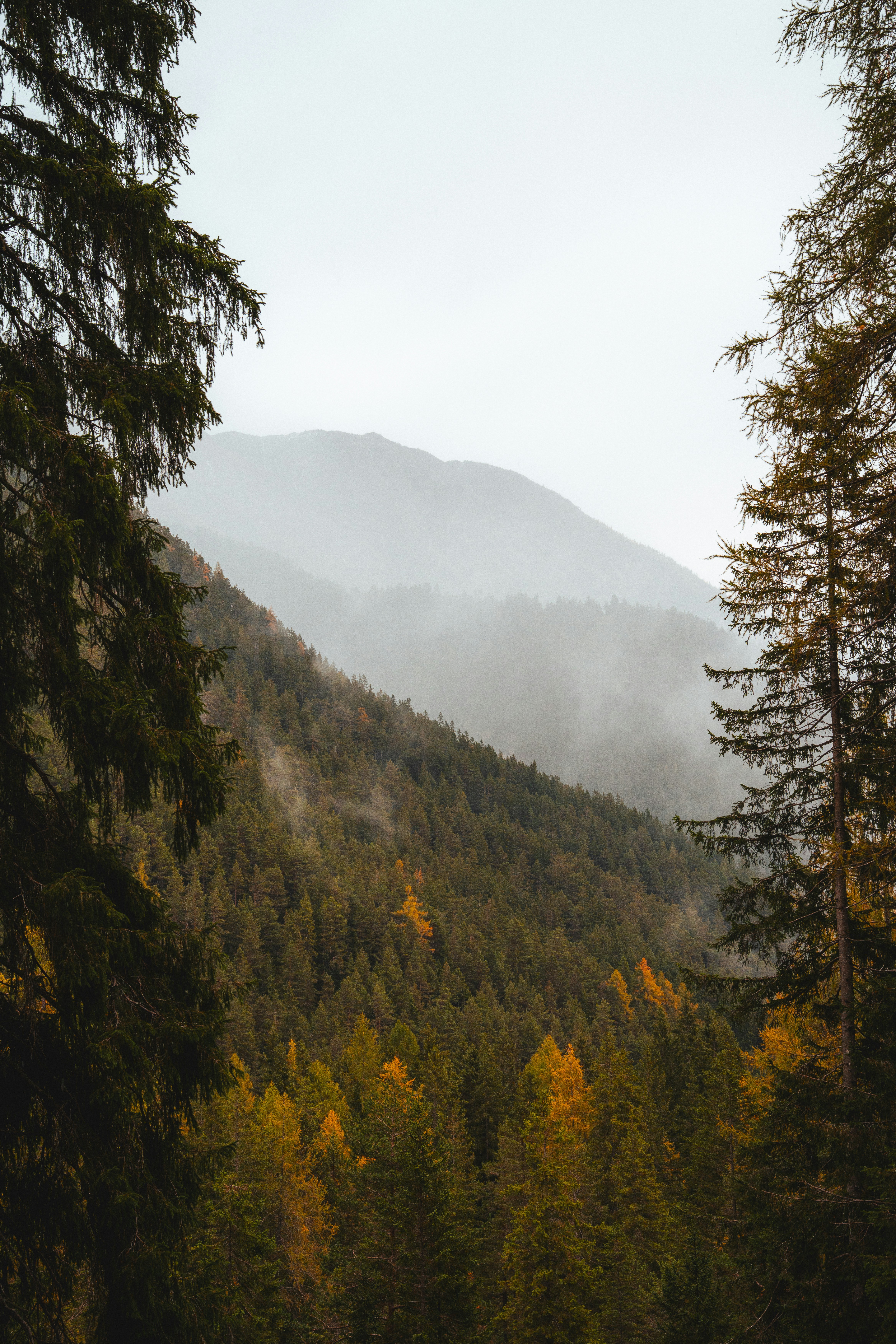 Misty Ridge: Ferns and Pines Veiled in Morning Haze