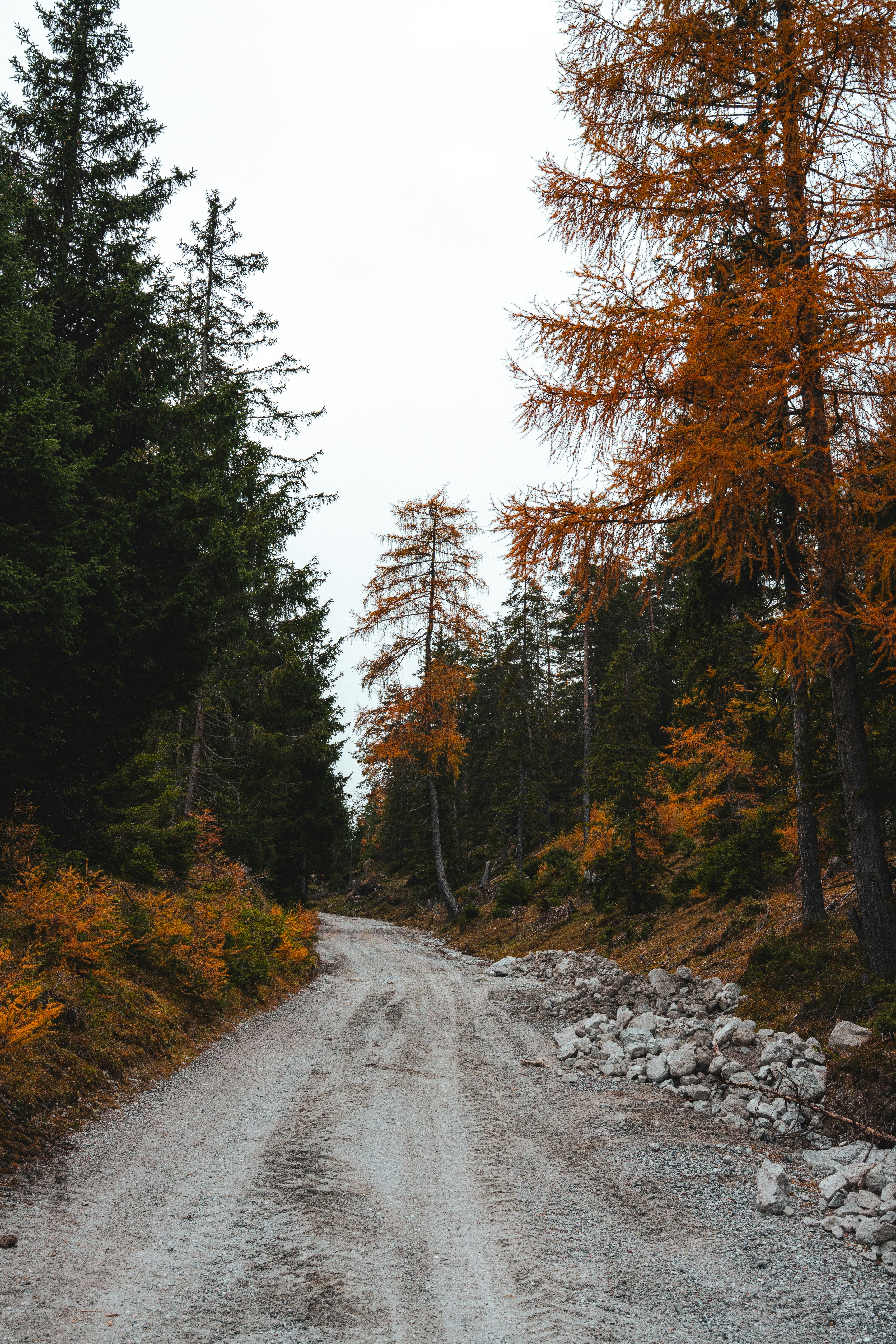 Autumn Road Through the Quiet Pine Corridor