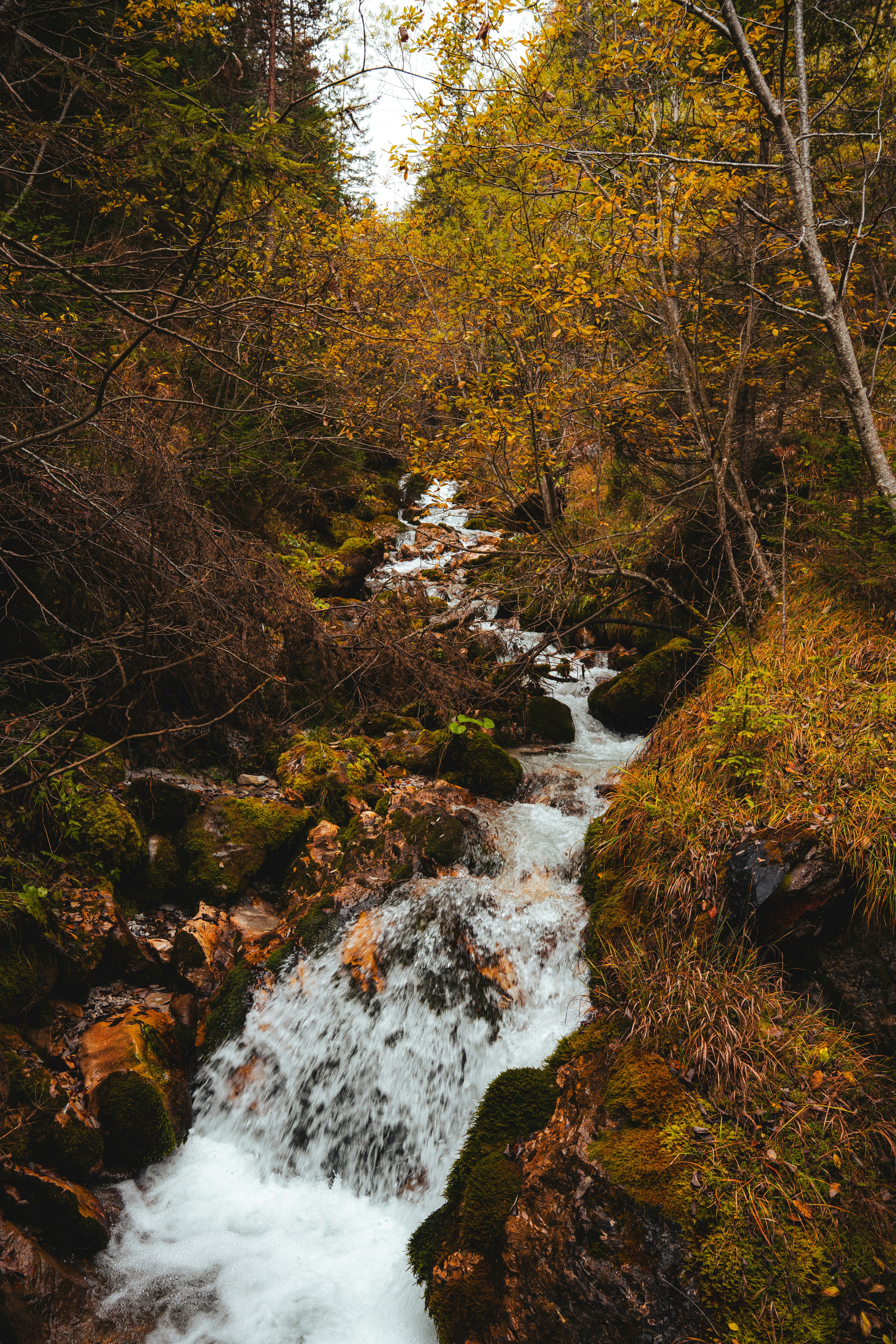 Autumn Cascade: A Narrow Forest Stream Surges Over Mossy Rocks