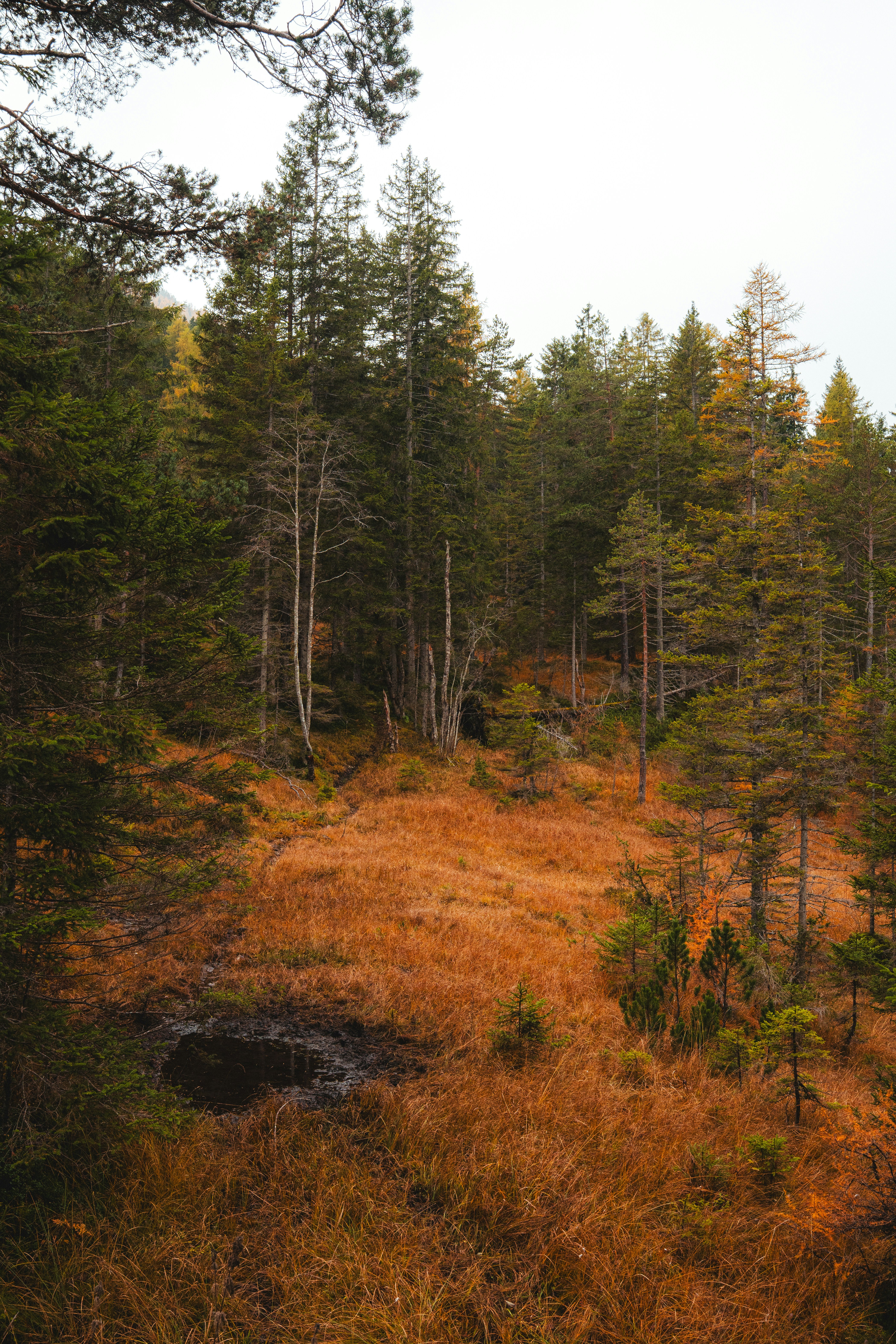 Autumn Quiet: Pine Forest Turning Golden Over a Moor