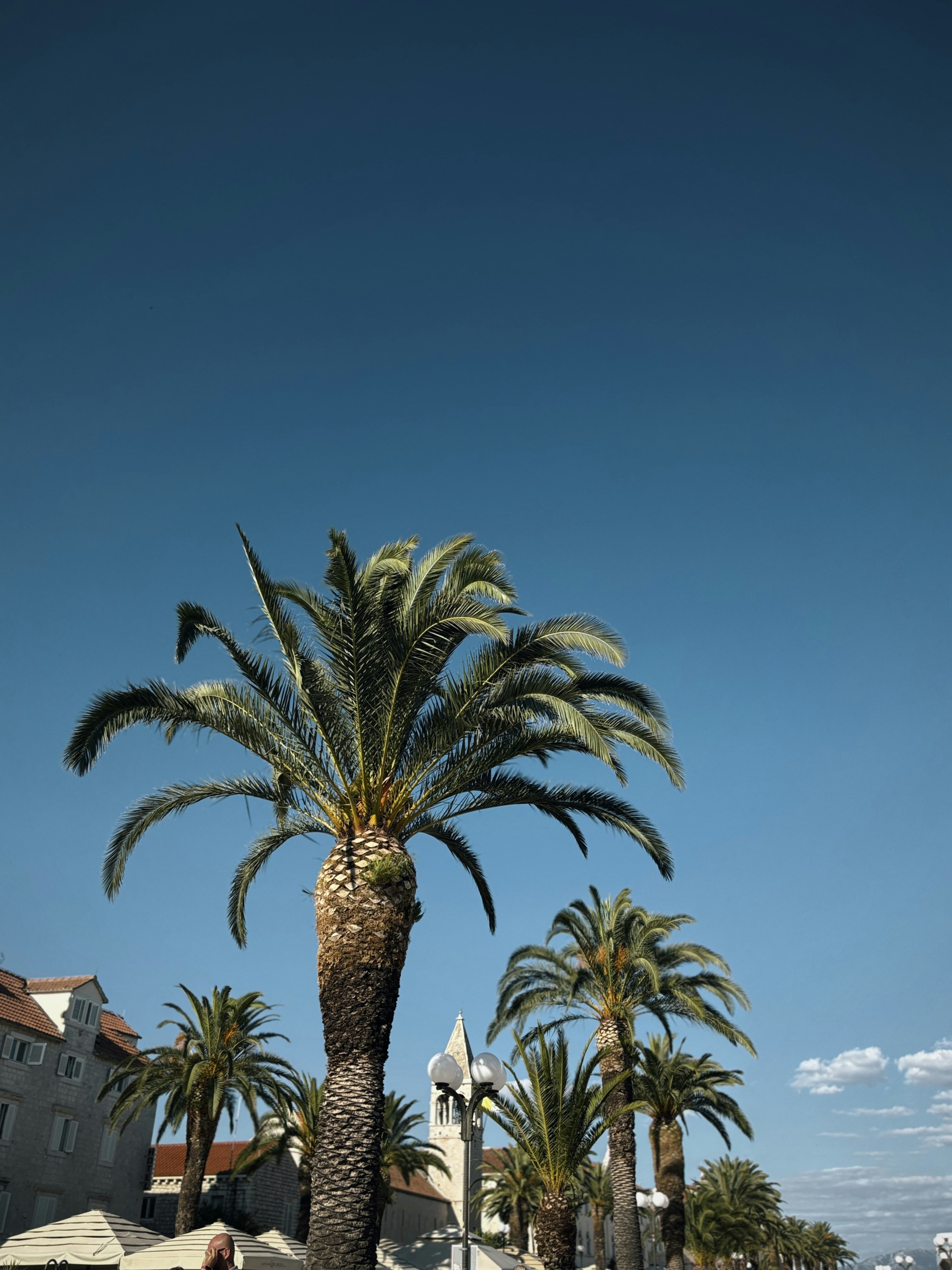Sunlit Palms Over A Coastal Village