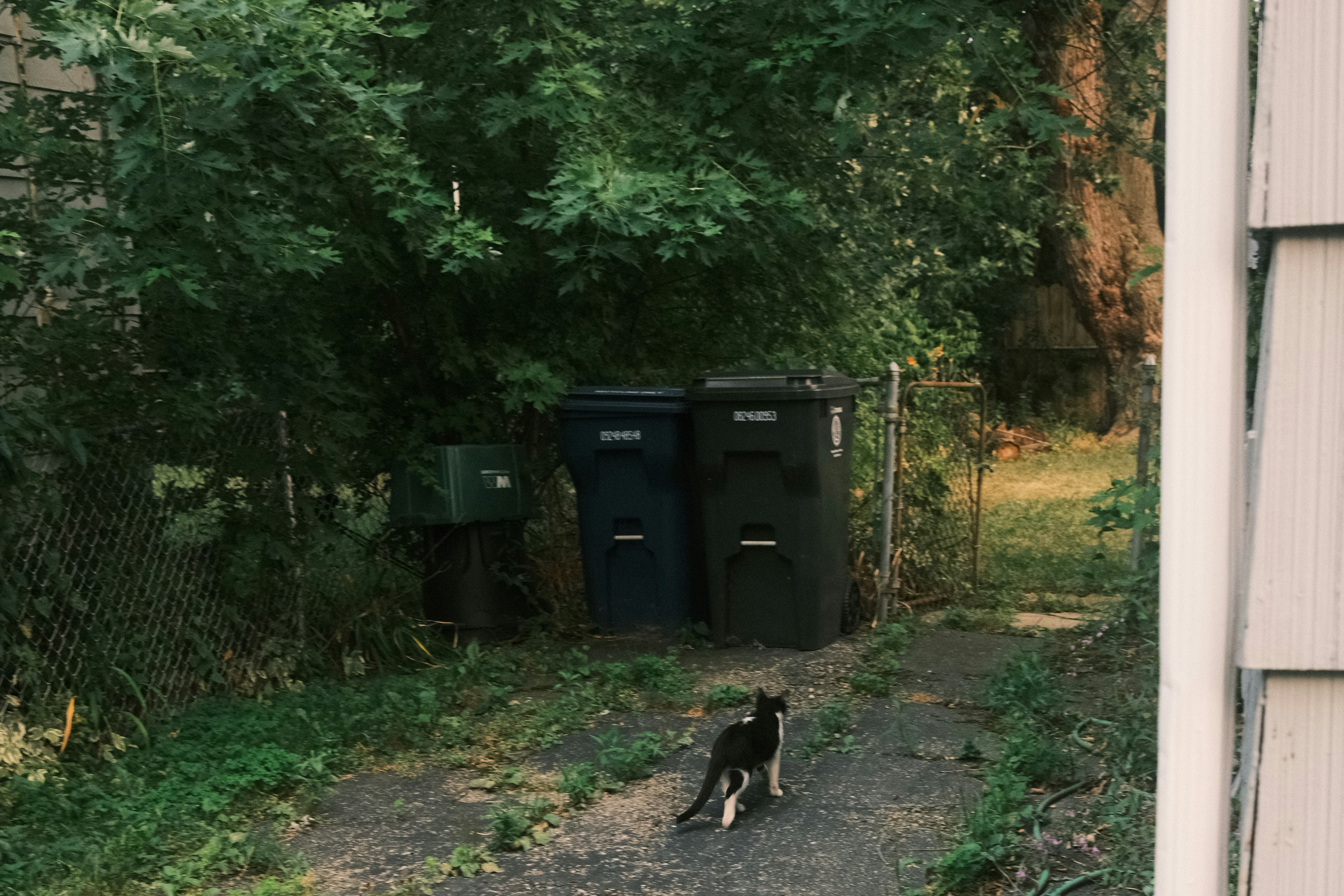 Cat on a Quiet Path by the Trash Bins