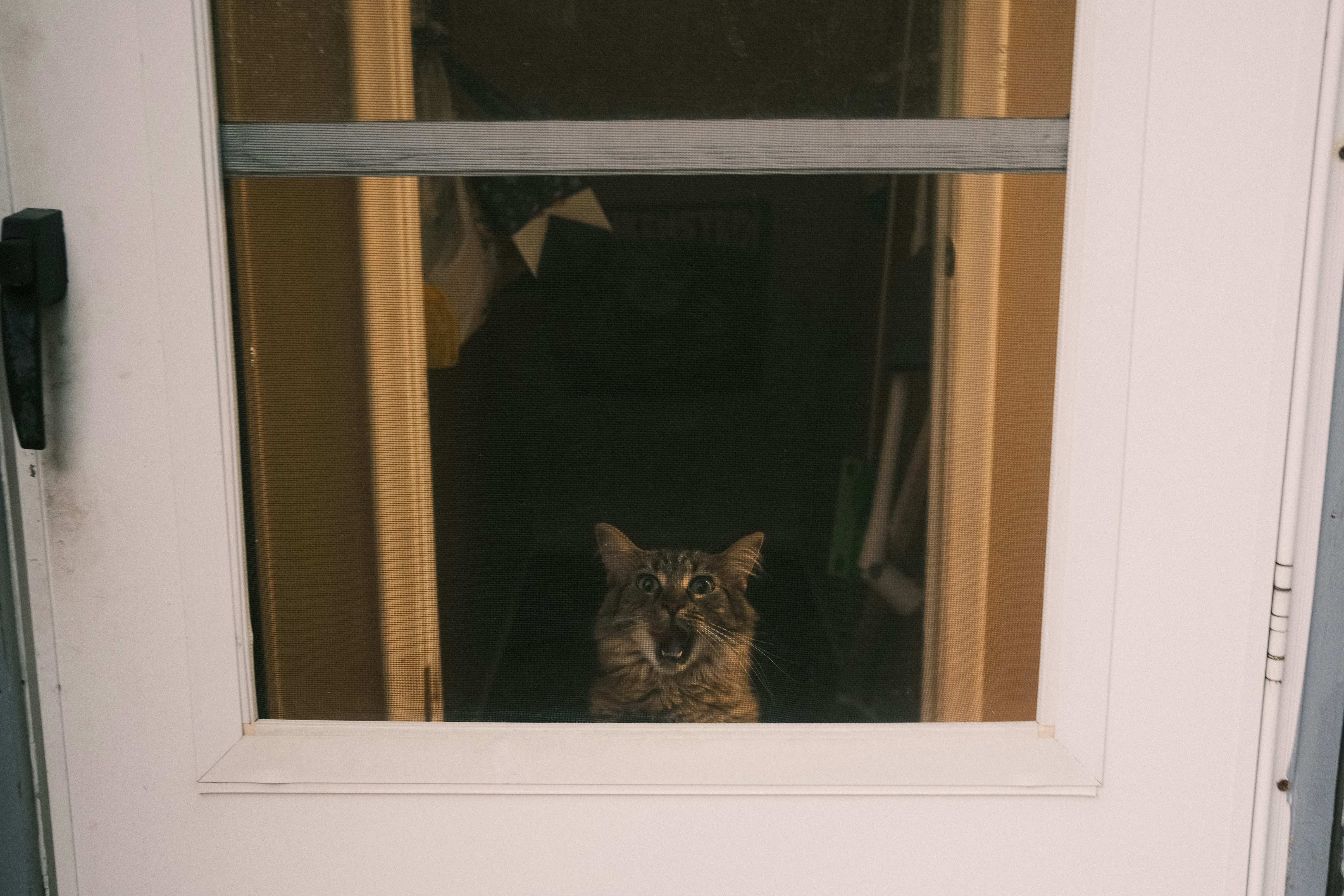 Windowsill Gaze: A Curious Cat Peers Through the Frame