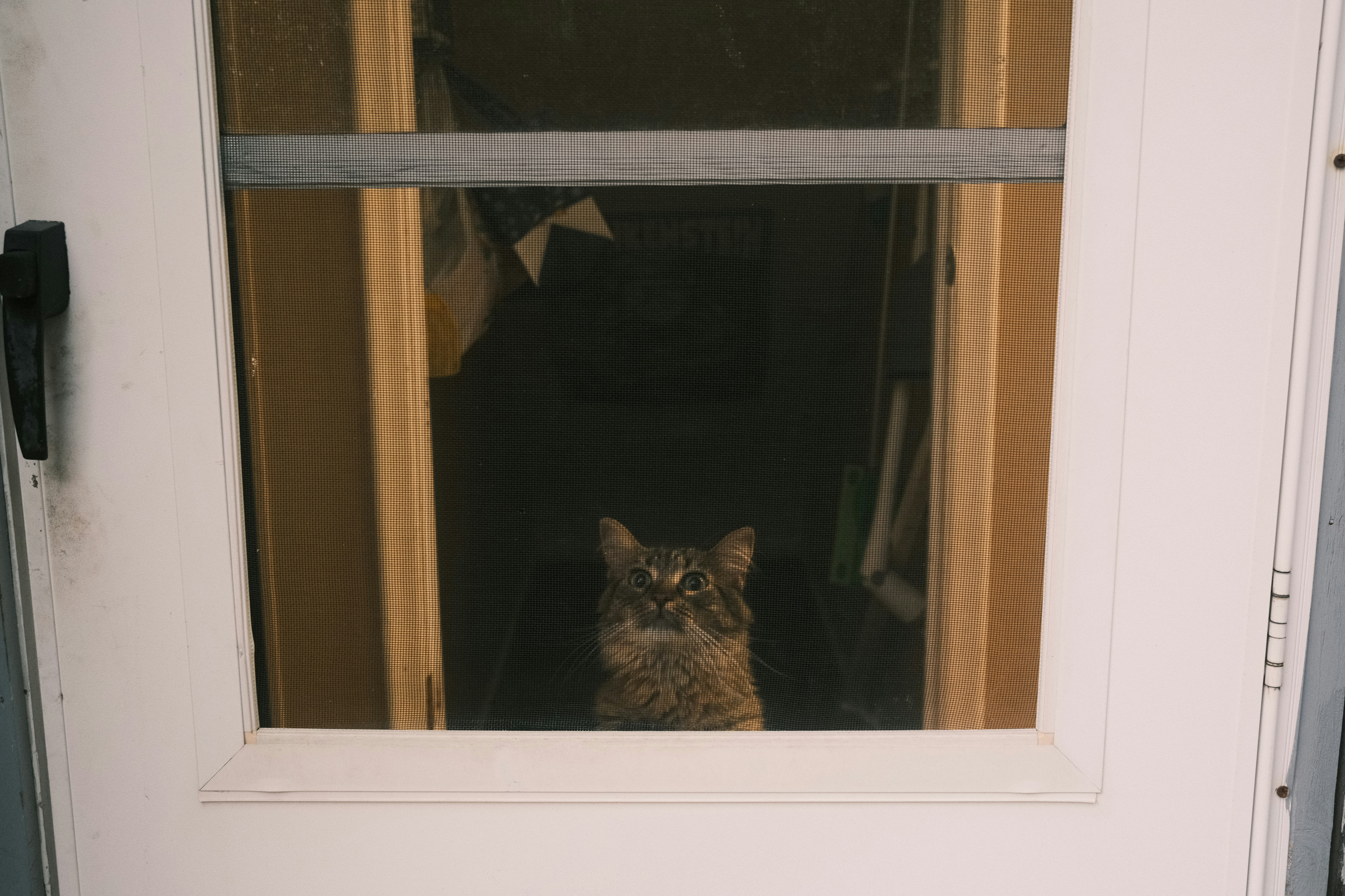 A curious cat peers through a door window, framed by white trim; the scene emphasizes the animal's face and attentive gaze. Photograph is a straightforward capture of a domestic scene with a clearly defined subject.