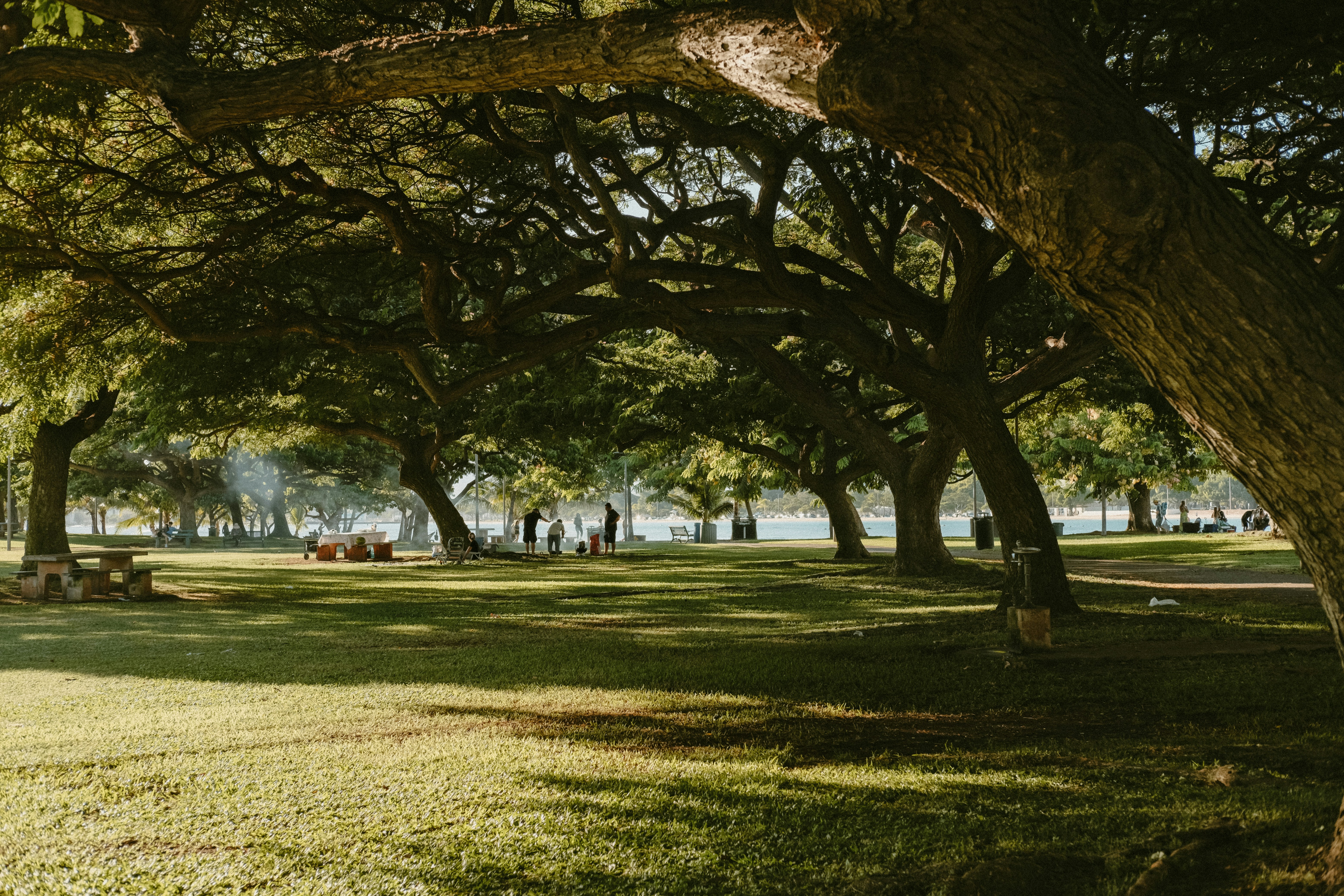 Shaded Avenue of Ancient Oaks