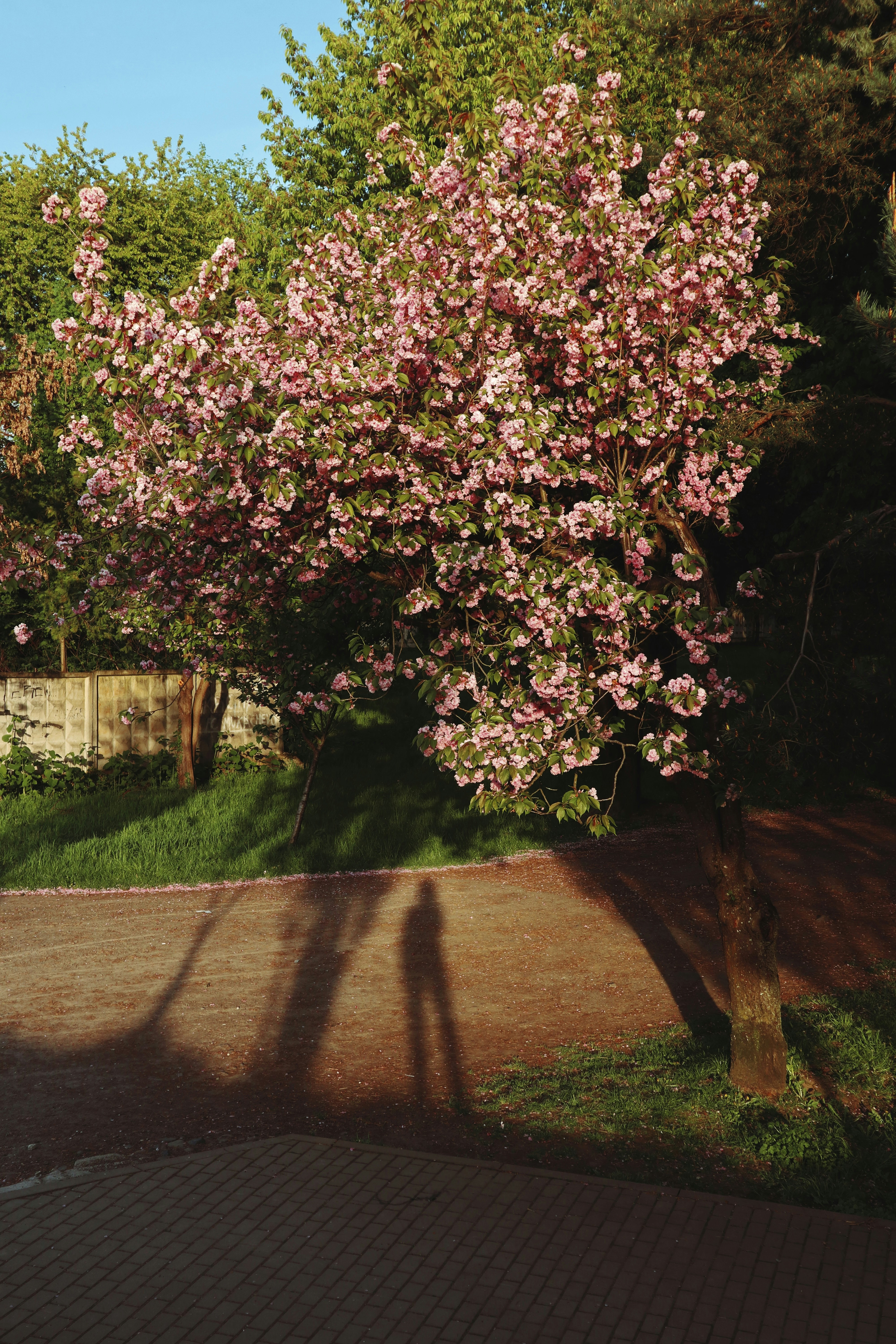 Blossoms in Soft Evening Light