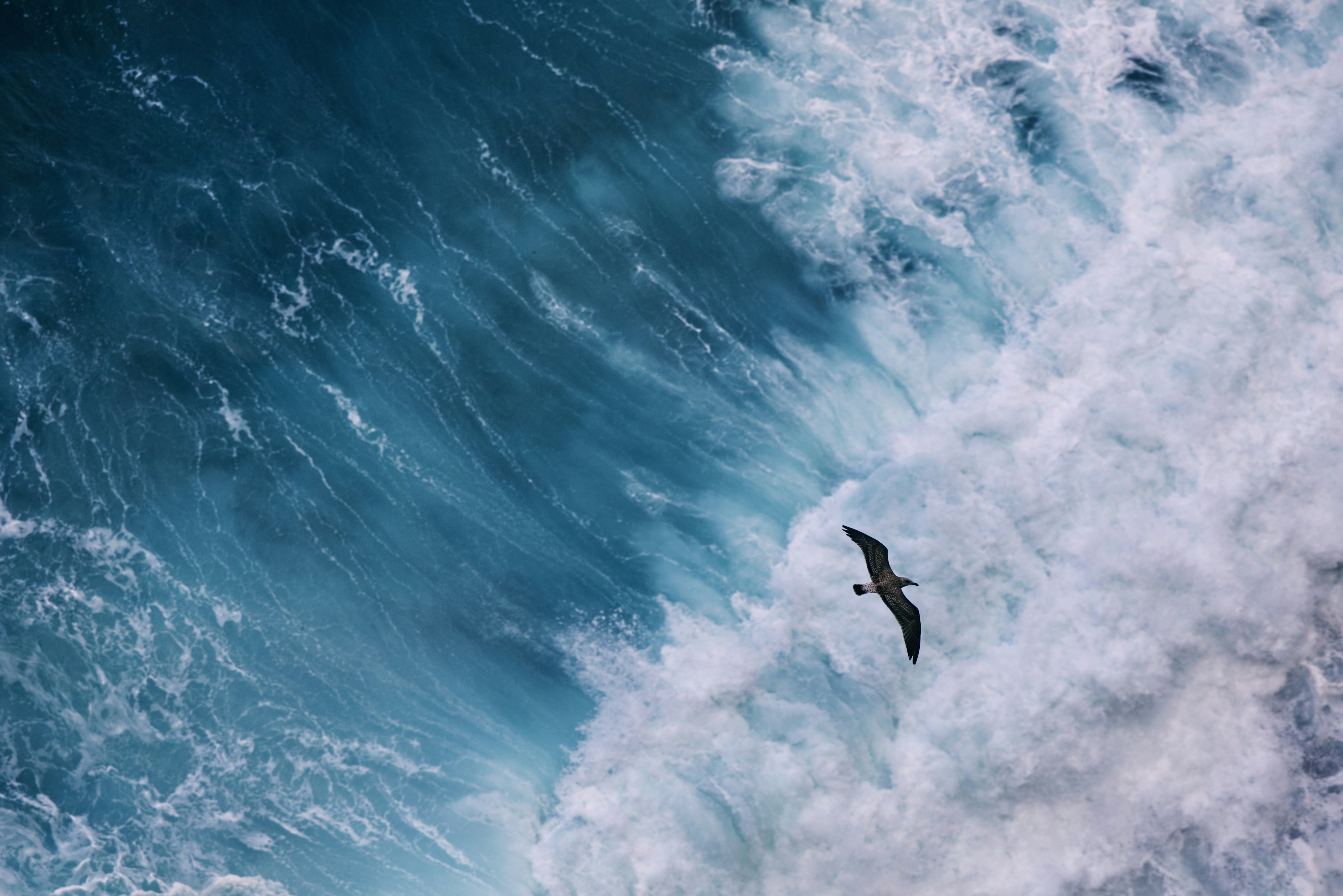 Soaring Beyond the Crest: A Seabird in Freefall Light