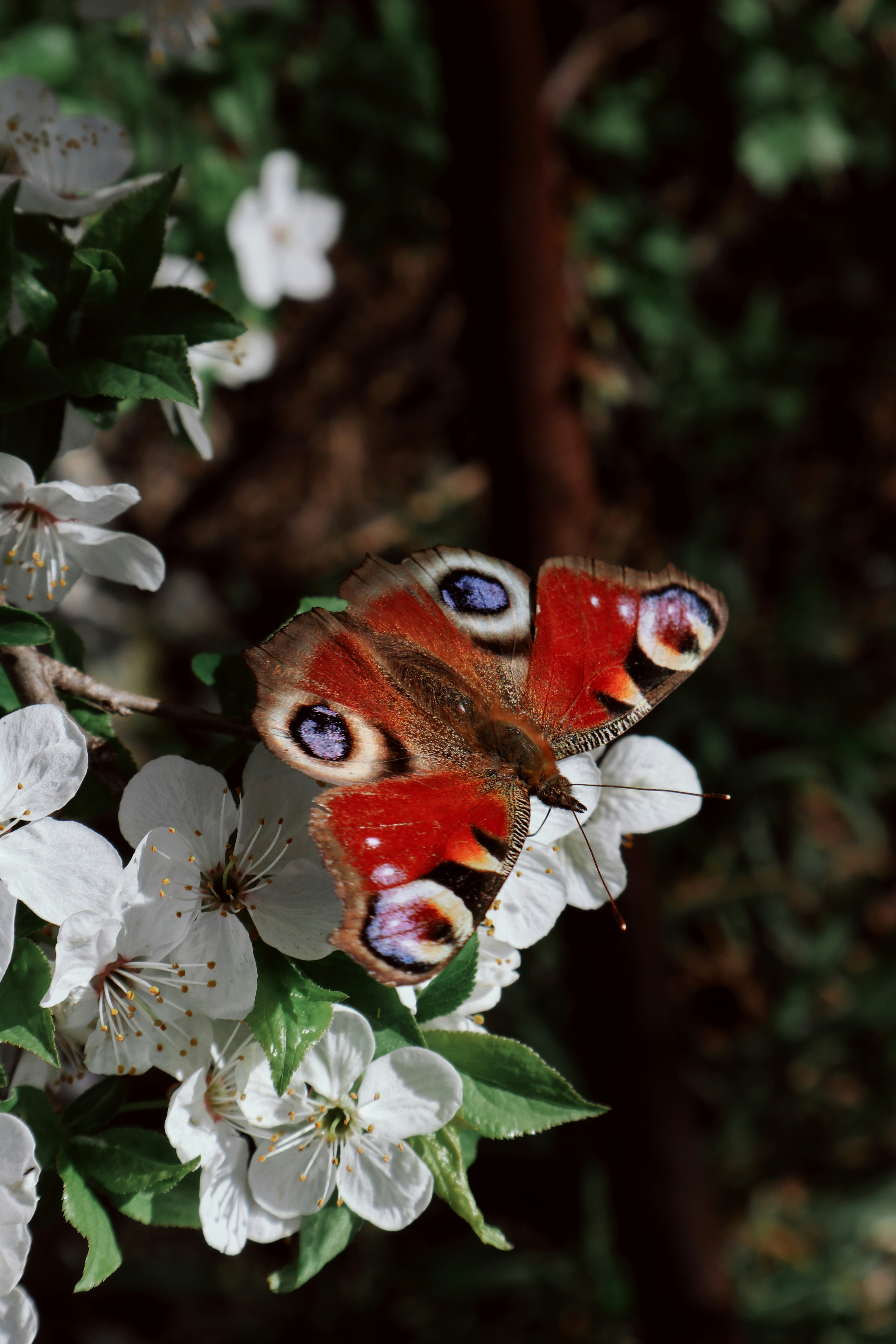 Red Admiral on white blossoms: a close encounter in soft afternoon light