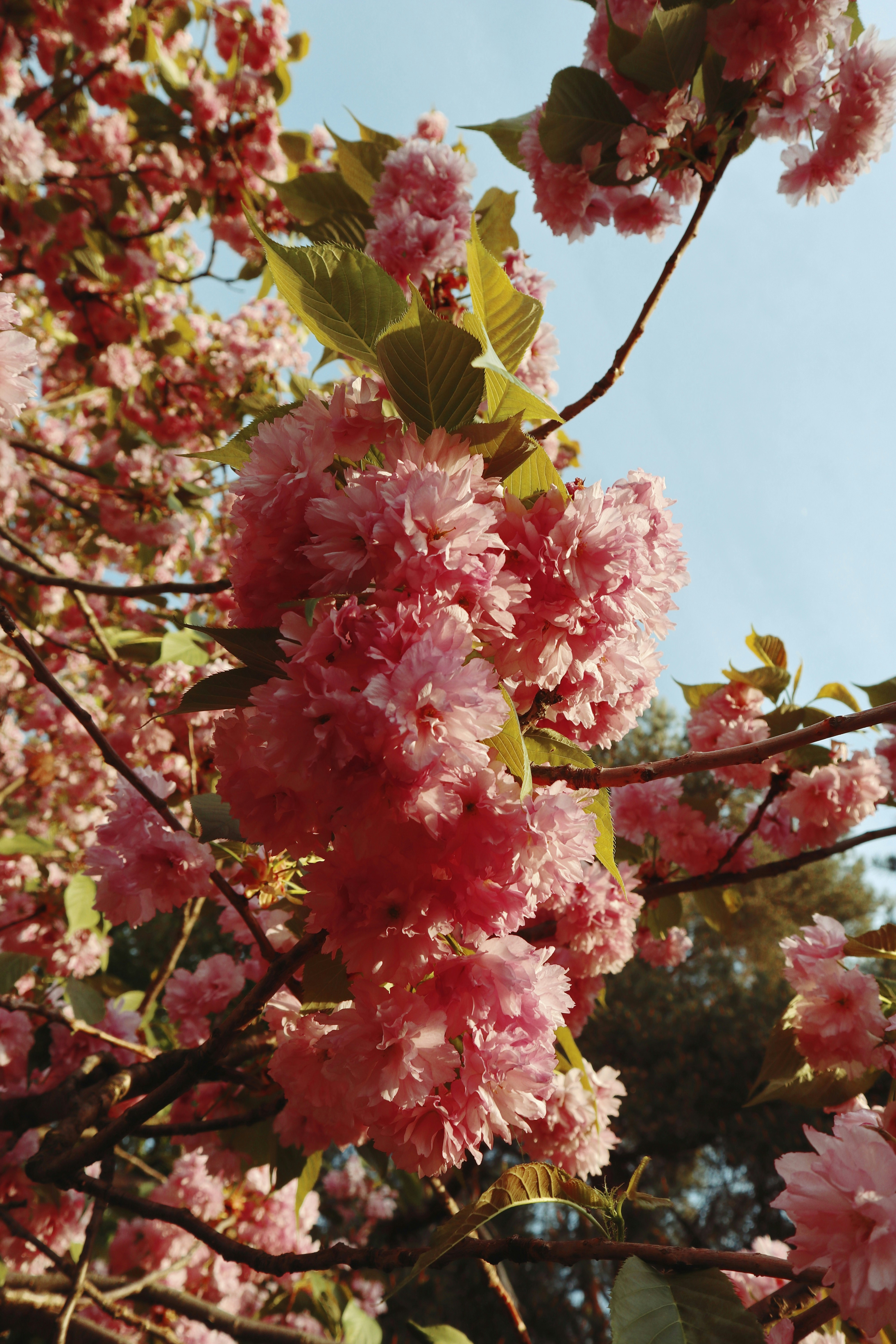 Blossoms in Focus: Pink Pom-Poms on Sunlit Branches