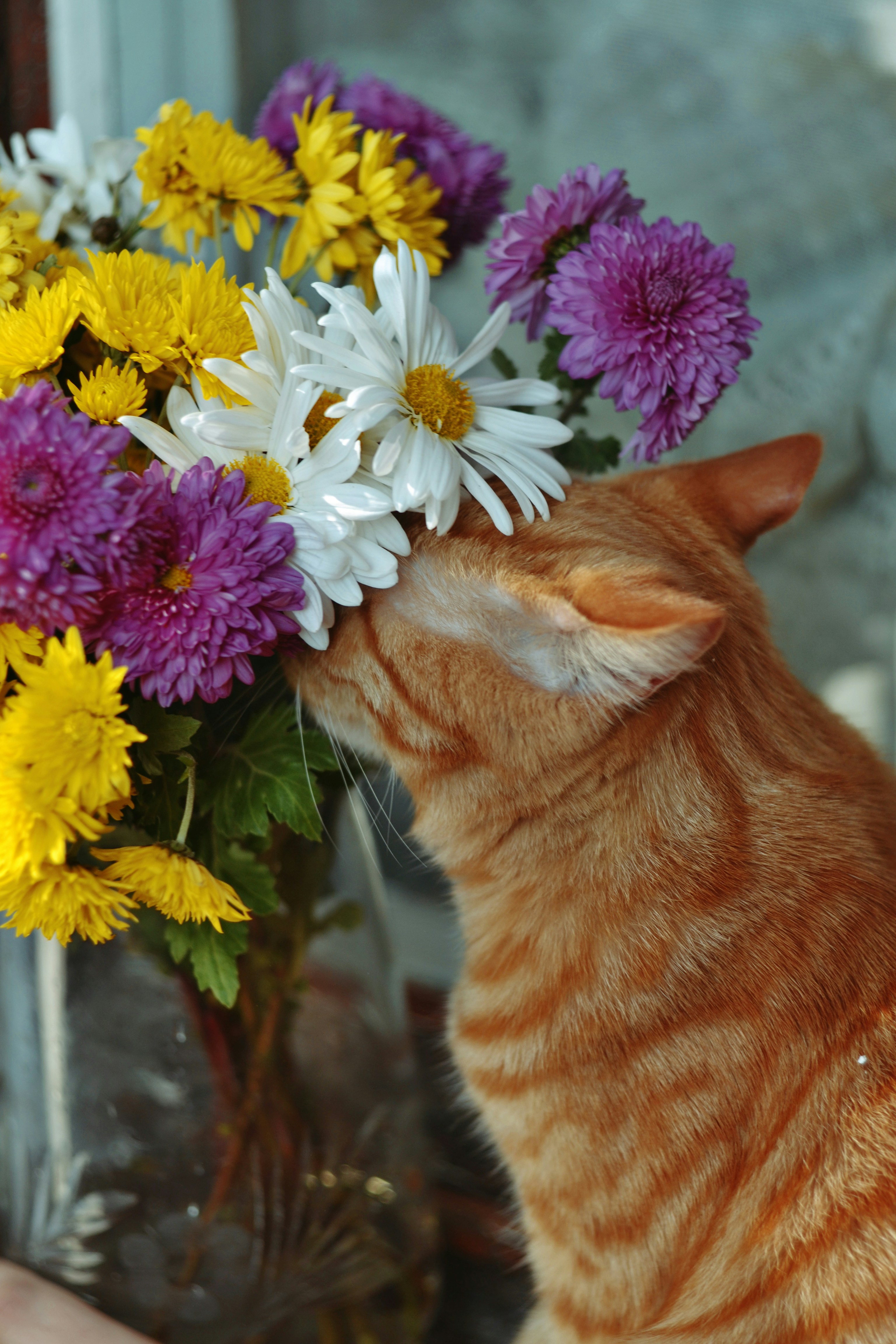 Cat Noses a Fragrant Bloom: Gentle Kiss of Color