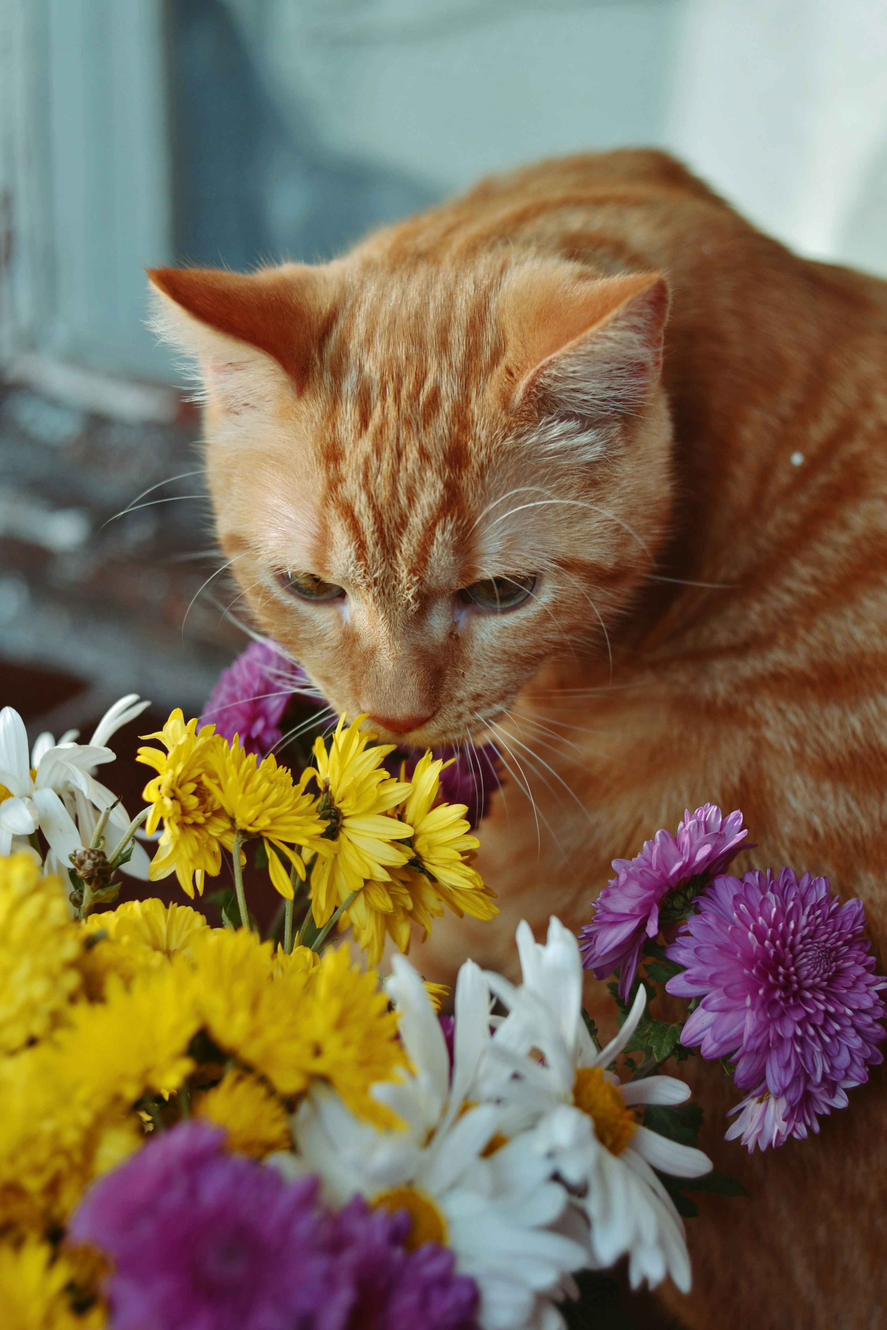 Orange Tabby Inspecting a Burst of Spring Blooms