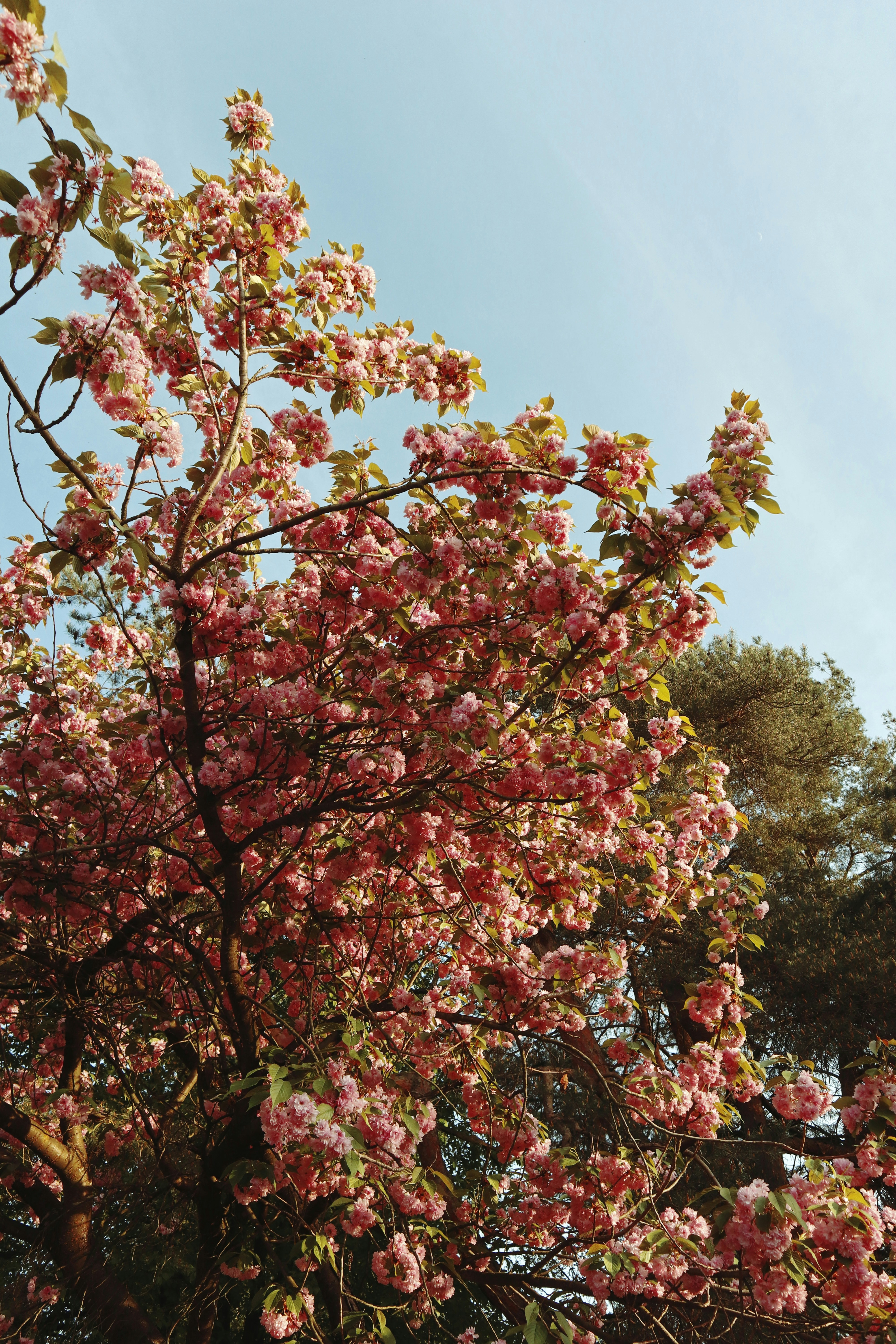 Blossoms Under a Clear Sky: A Spring Canopy