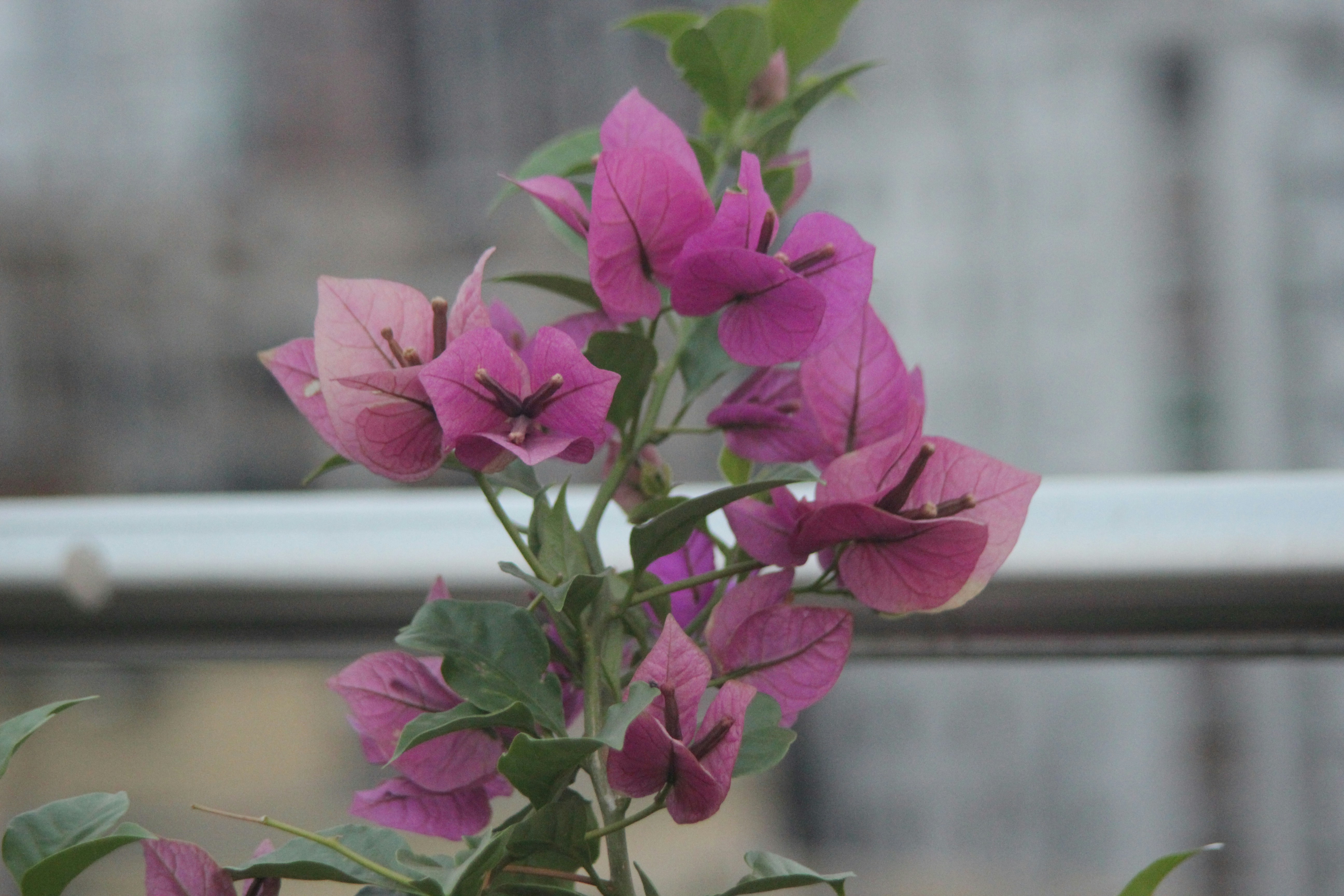 Bougainvillea Bout of Color Against a Soft Urban Glare