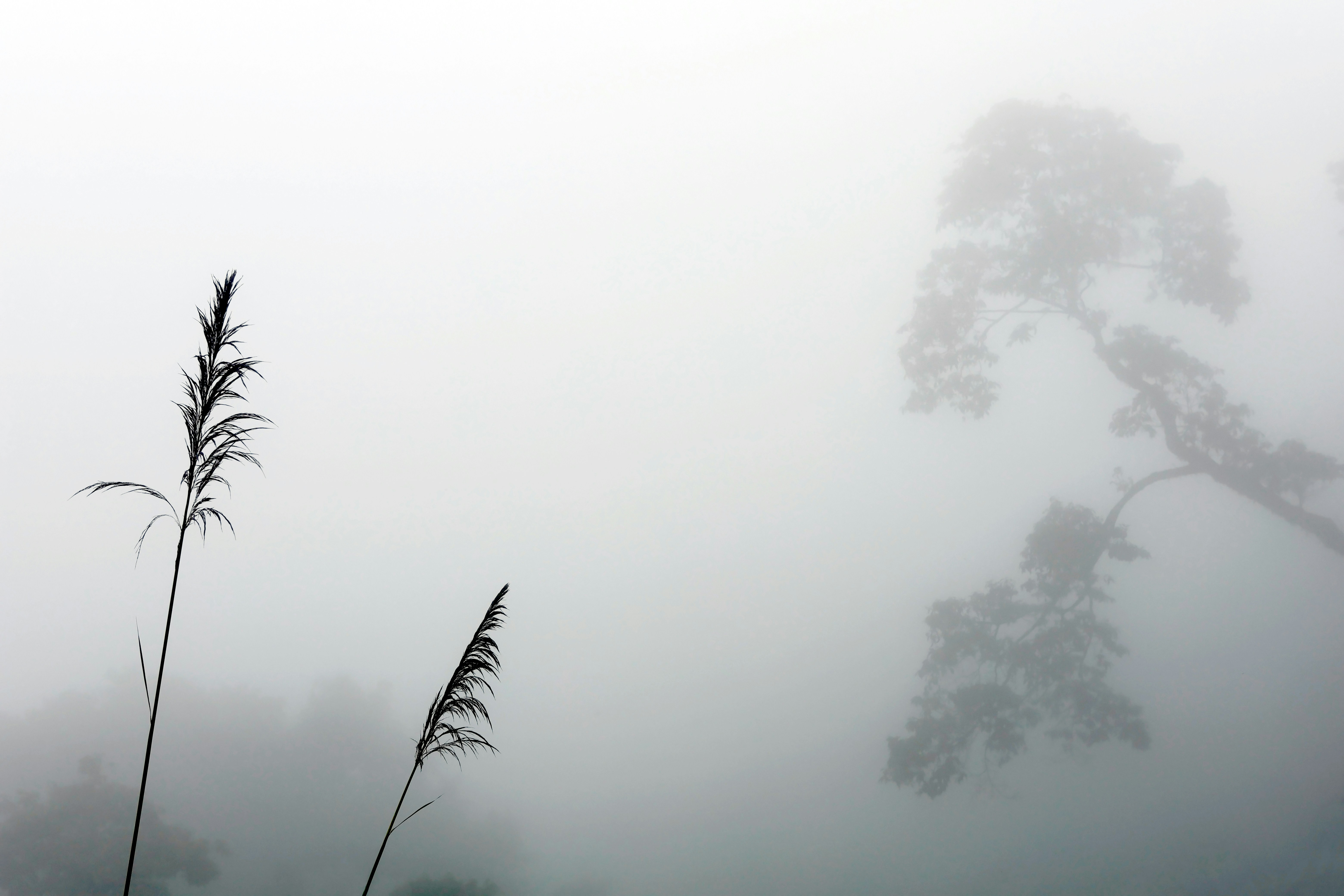 Mist Veil over Reedy Blades