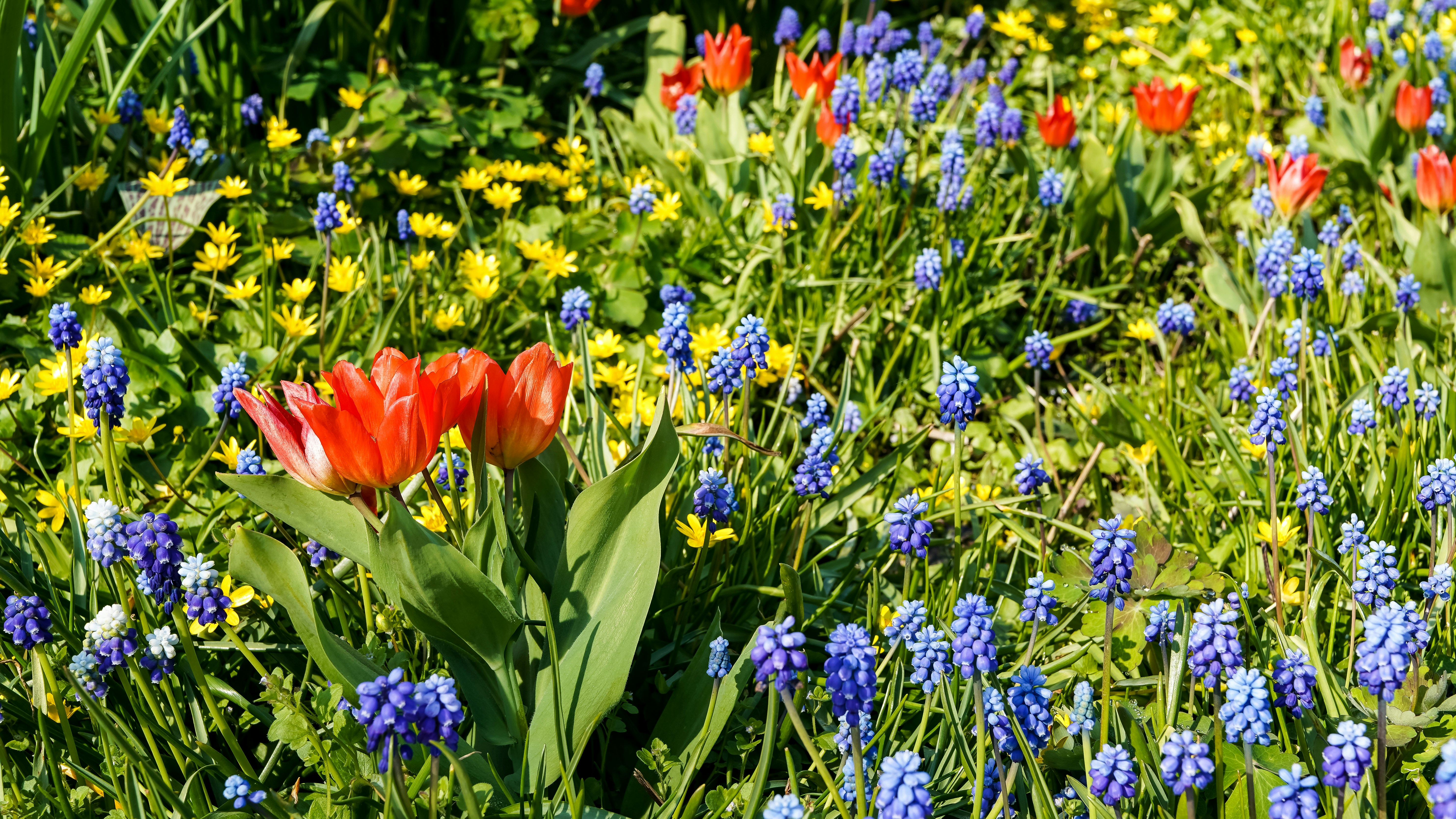 Garden Bloom Burst: Orange Tulips Among a Sea of Bluebonnets