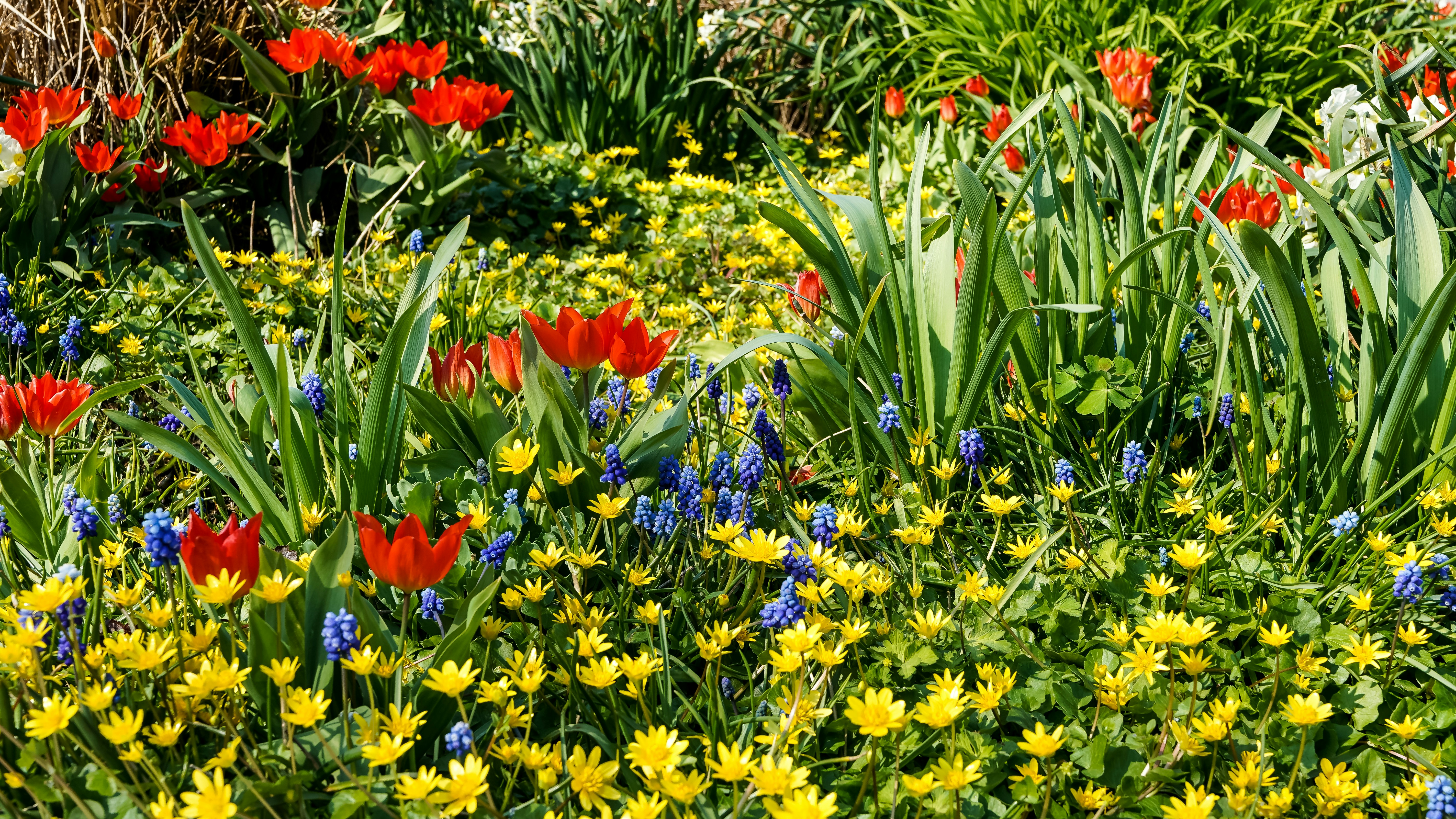 Burst of Tulips and Asters: A Sunlit Border in Bloom