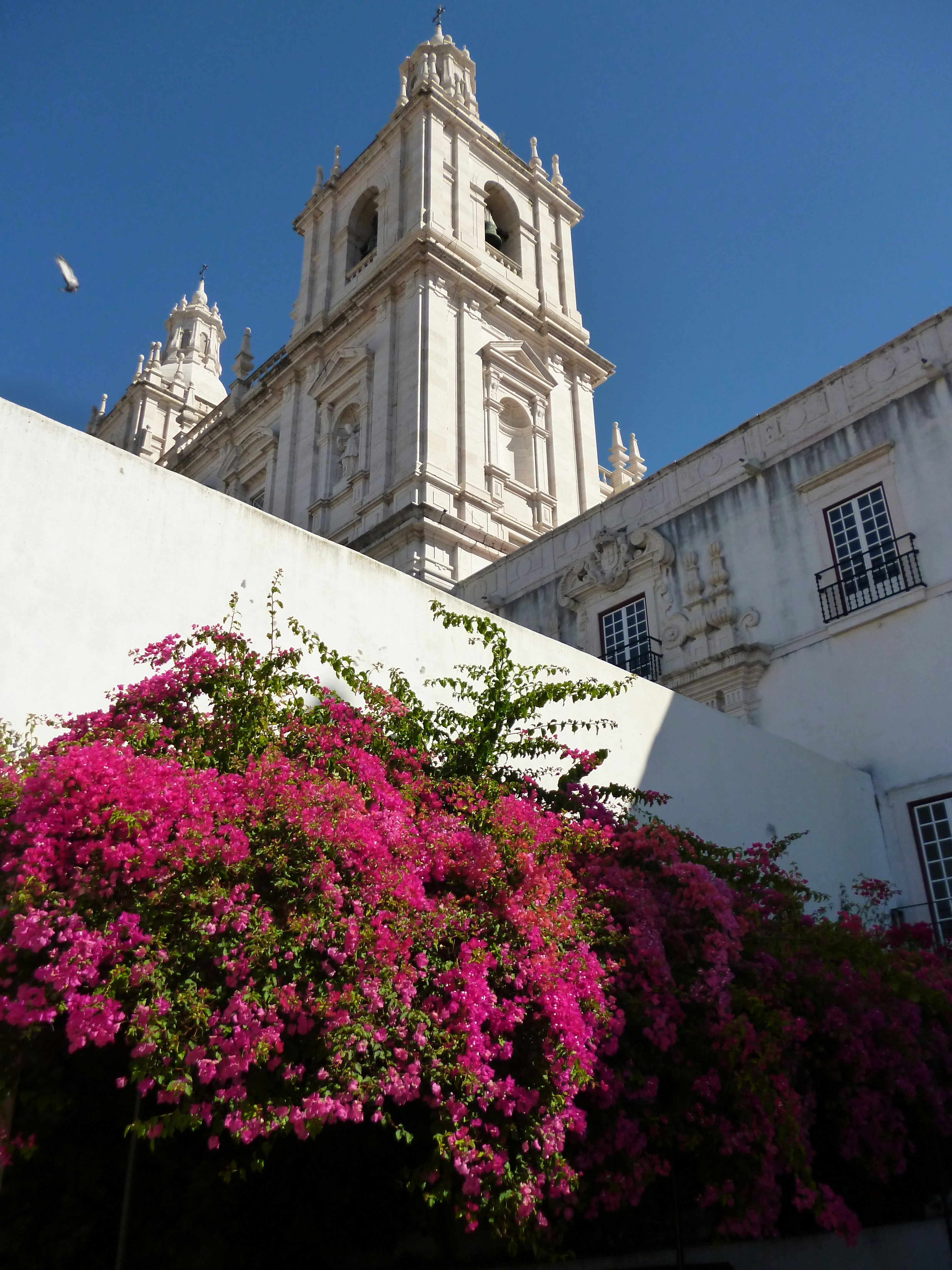 Blossoms at the Gate: Baroque Bell Tower Above Pink Cloak