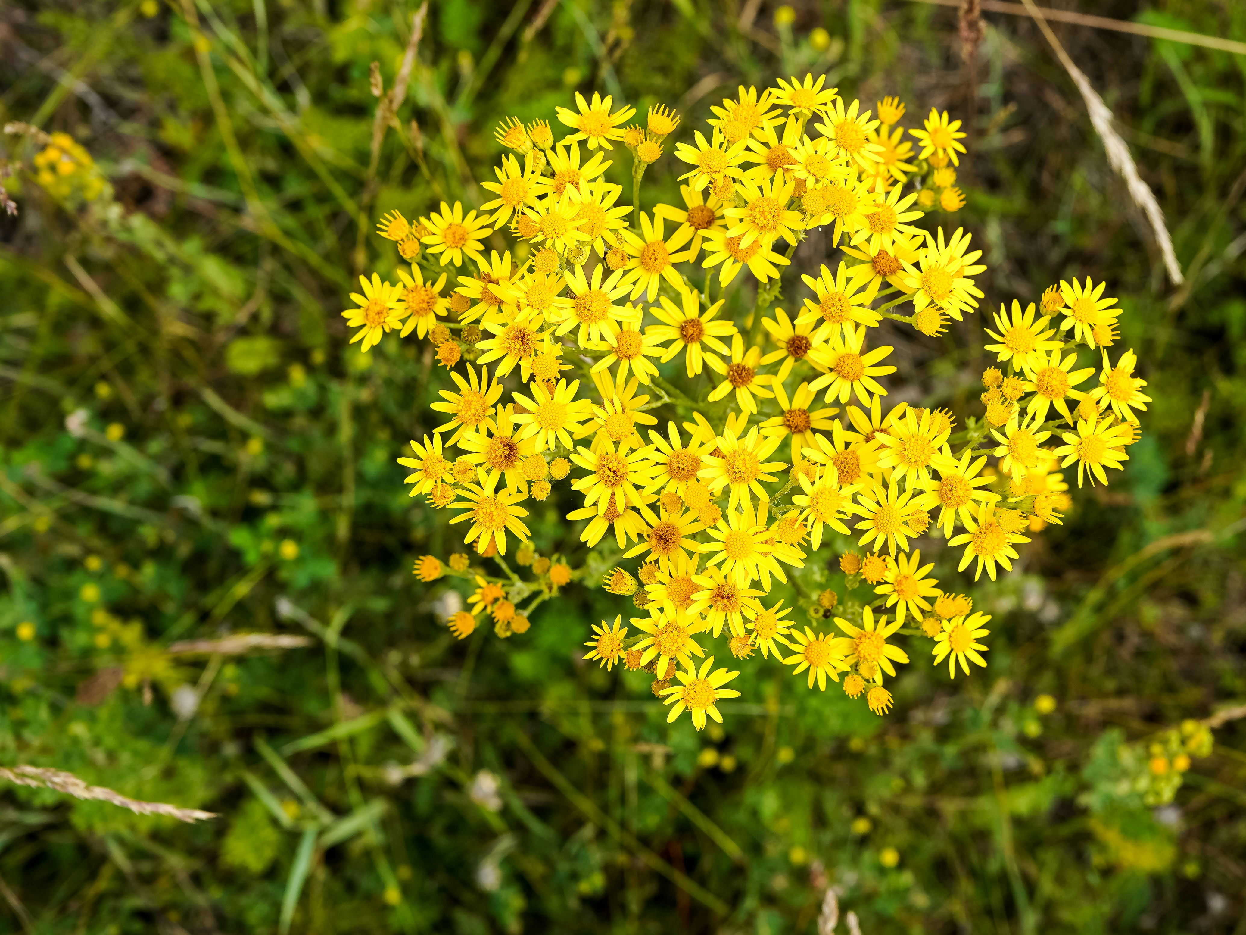 Sunburst Cluster: A Ring of Golden Bloom Heads Against Green Understory