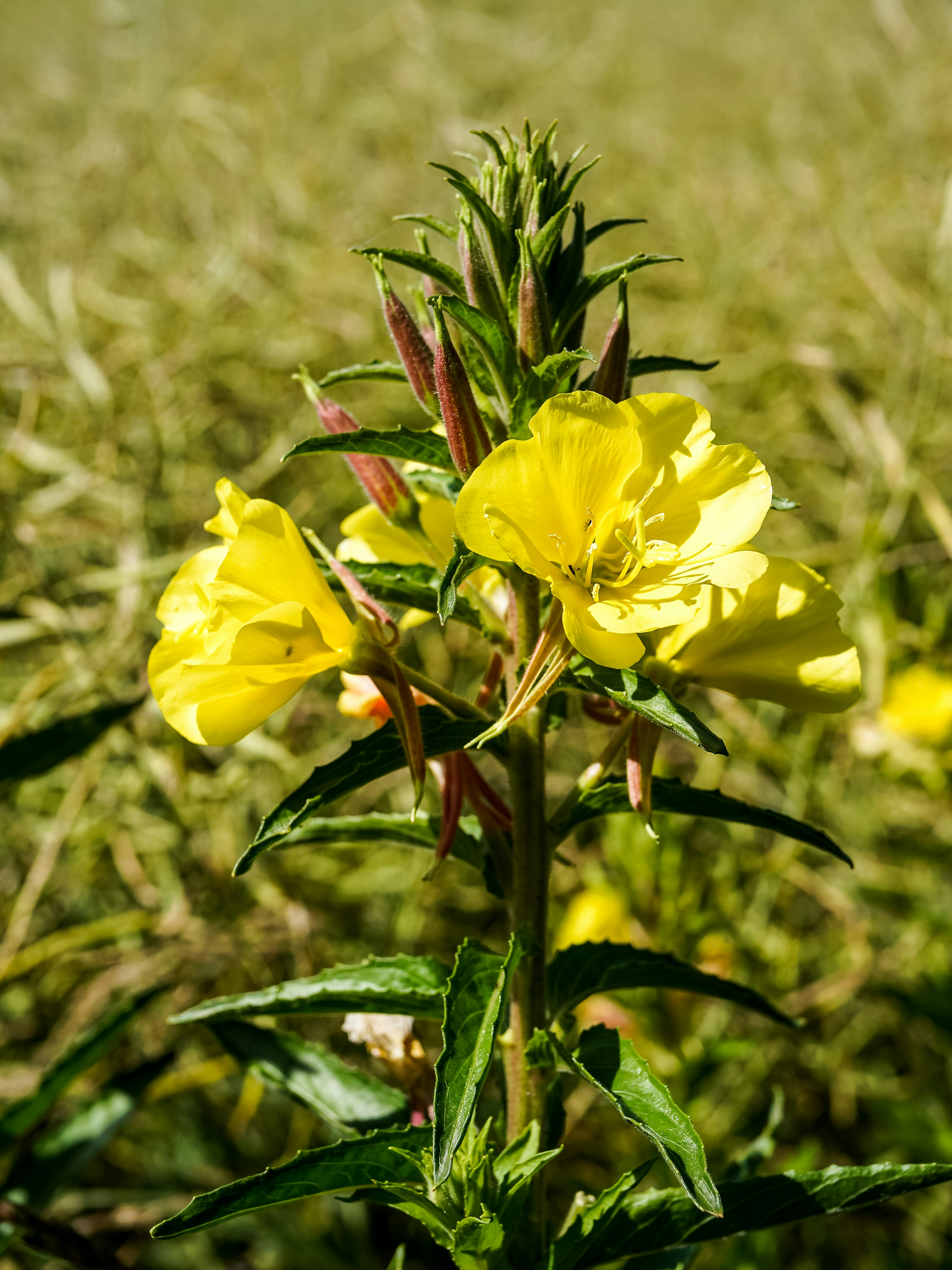 Sunlit Yellow Bloom Rising from Green Slopes