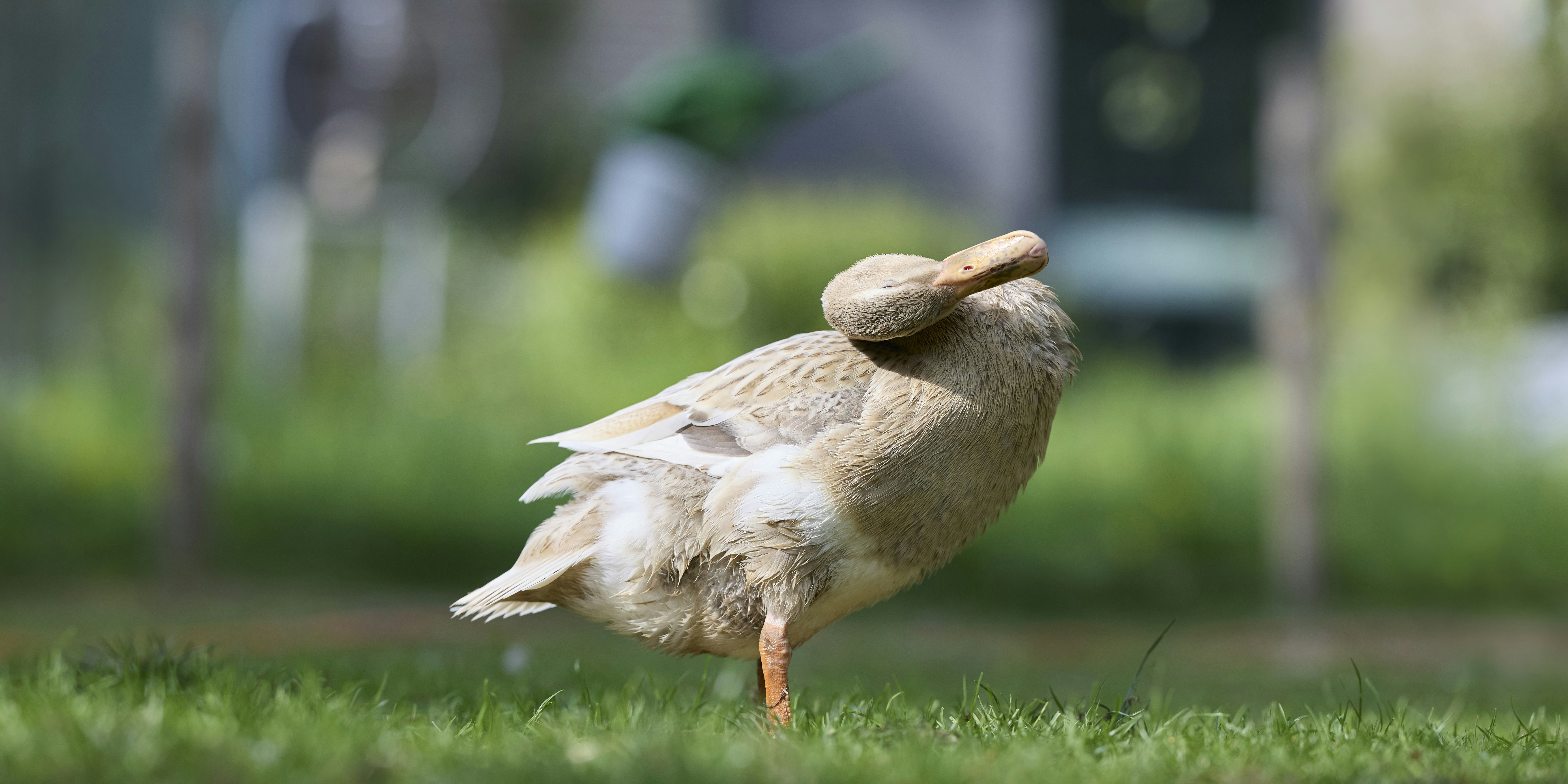 Dapper Duck on Parade in a Quiet Park