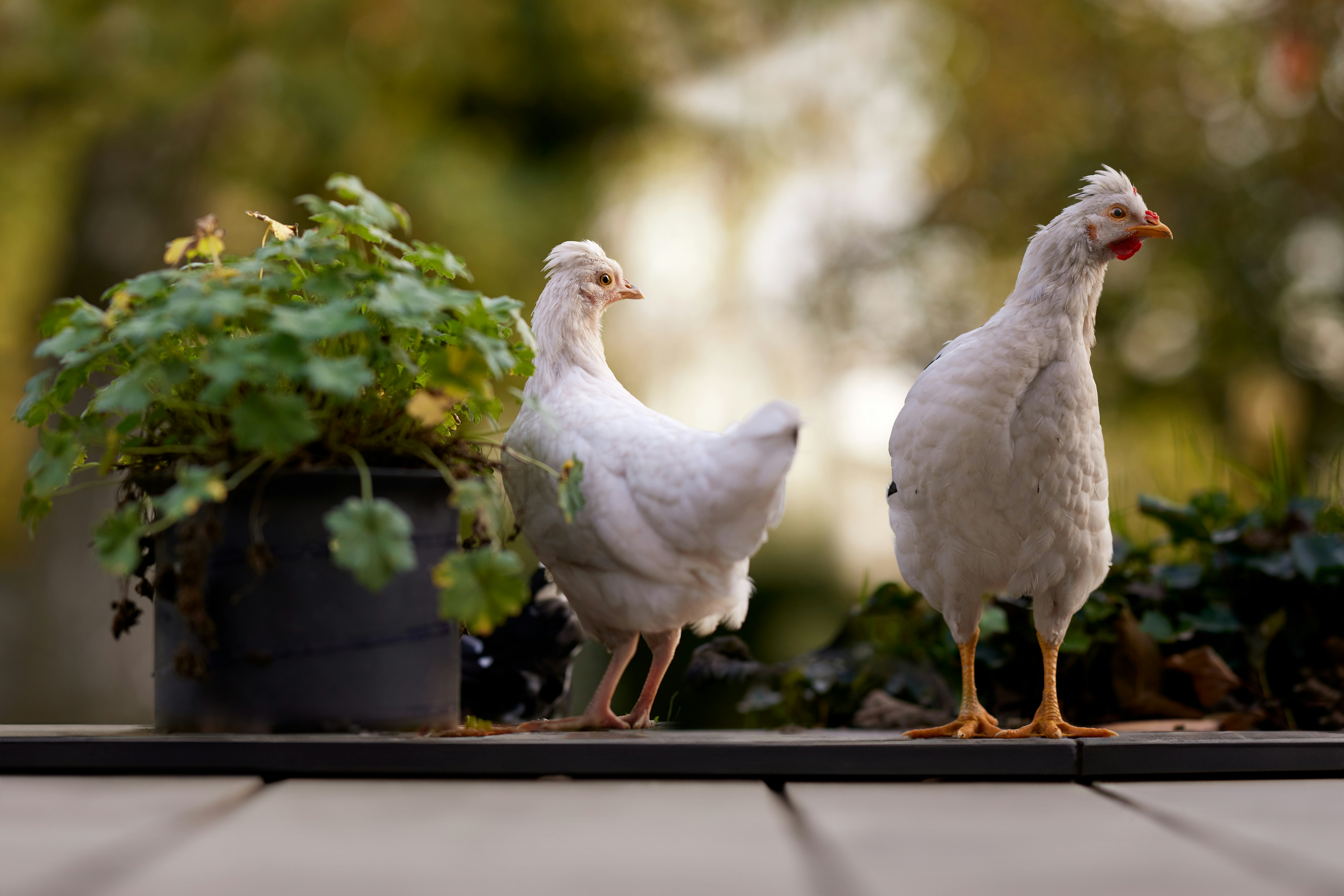 Two Covert Gatekeepers: White Hens on a Rooftop Threshold