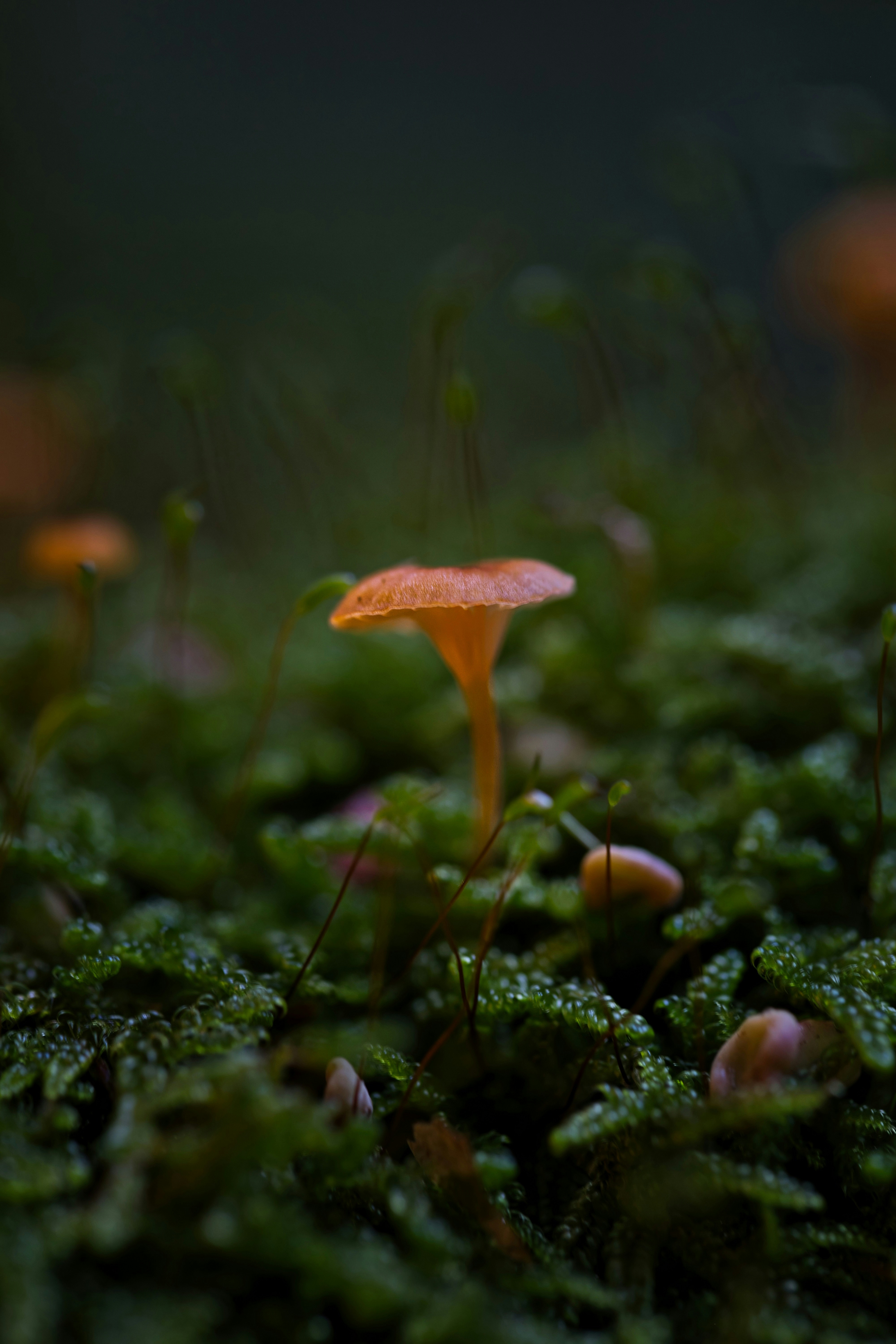 Glow of the Forest Cup: A lone orange mushroom rising from emerald moss