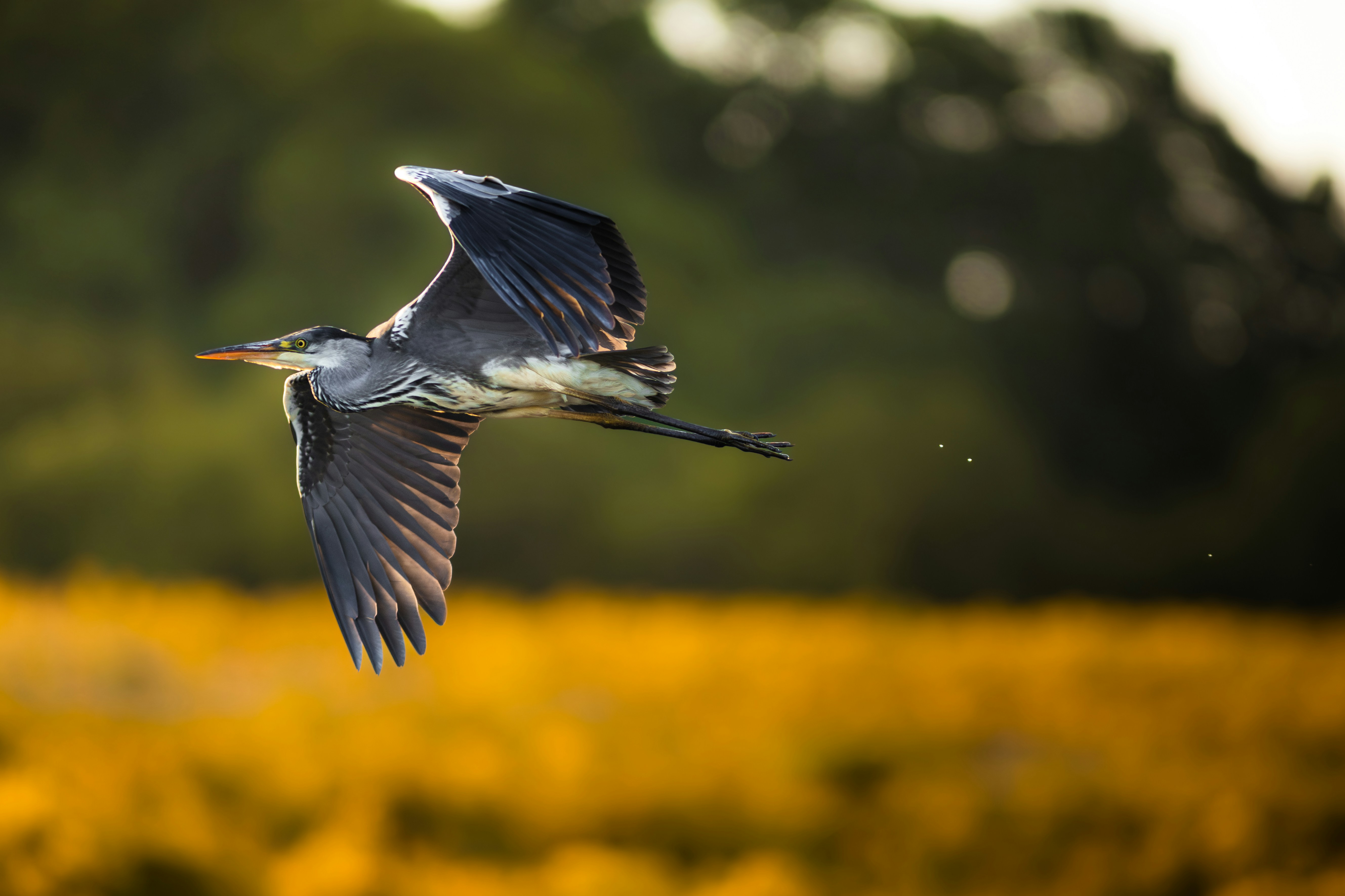 Mid-Flight Heron Over a Golden Field