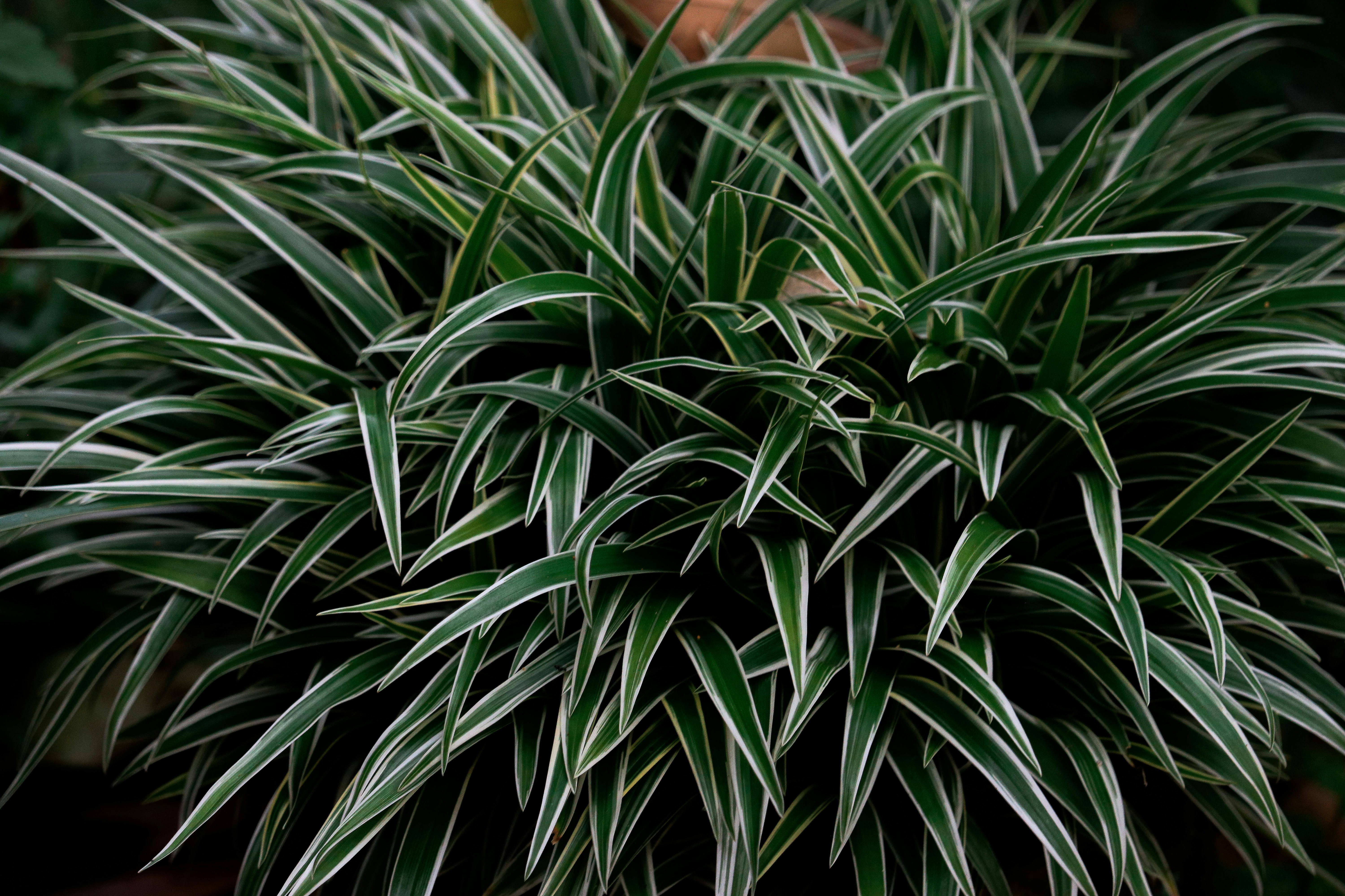 Ribboned Green: Striated Leaves in Quiet Focus