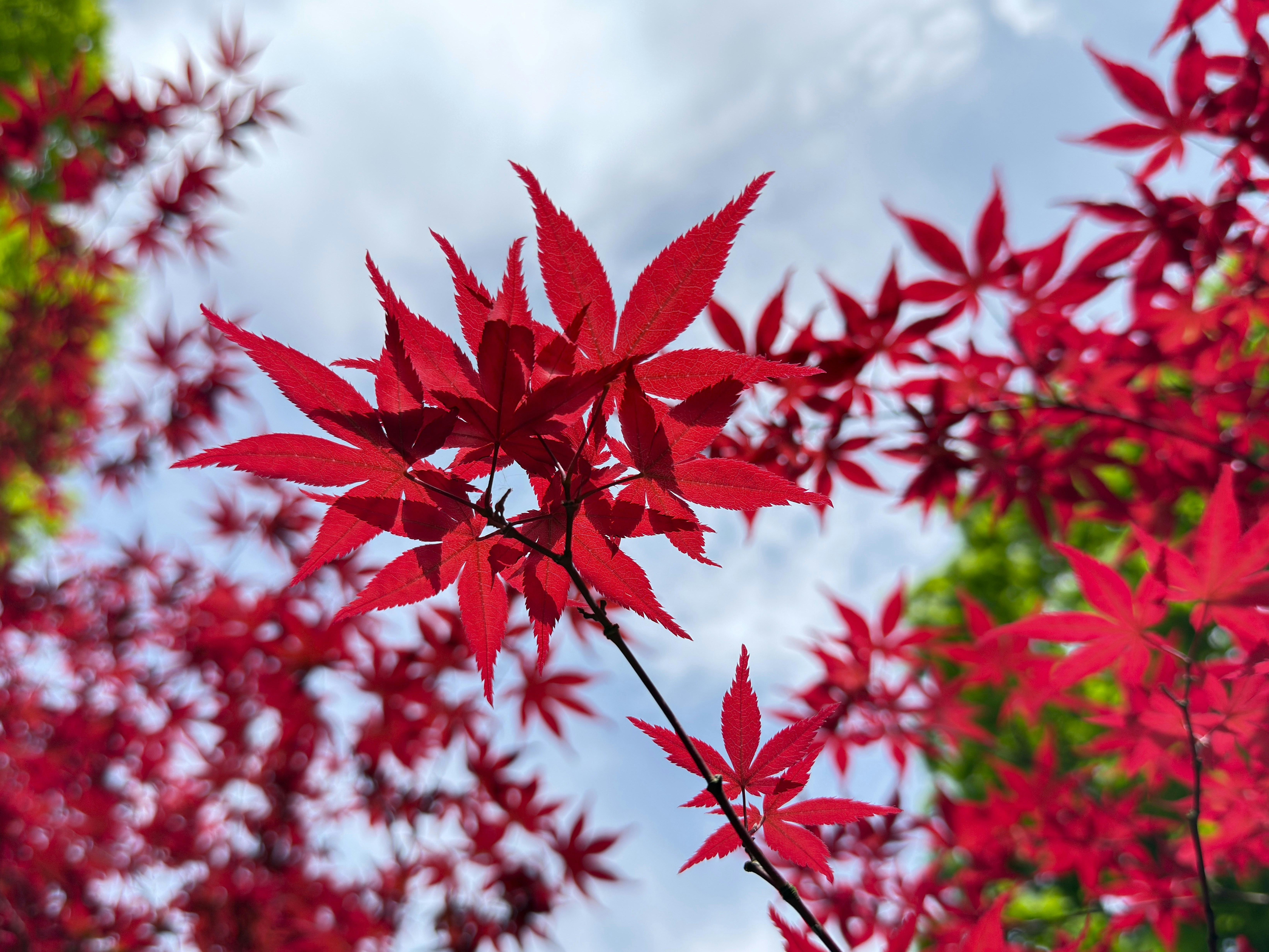 Crimson Maple Fronds Against a Skywash