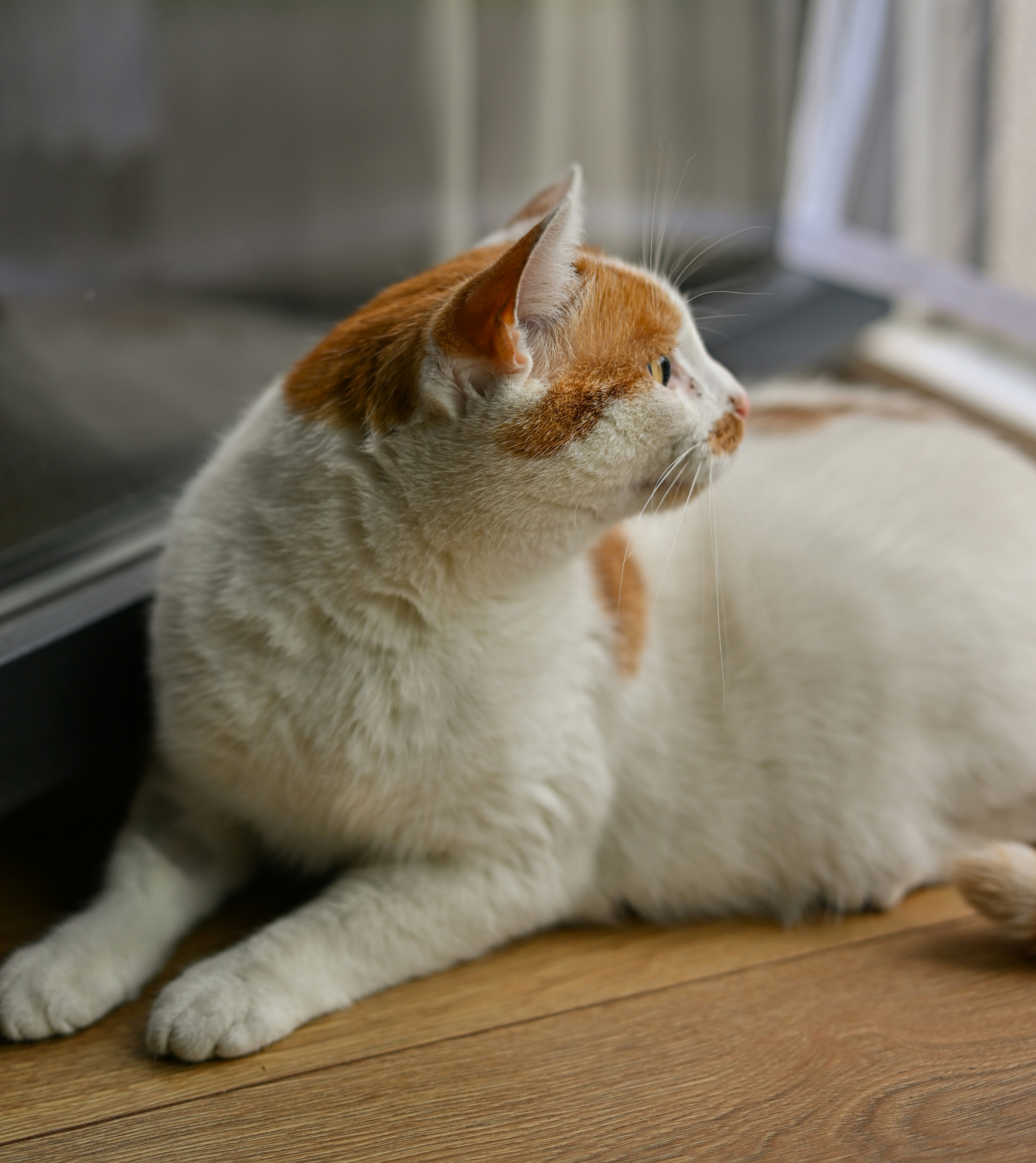 Sunlit Windowwatcher: A Calm Cat Amid Warm Tones