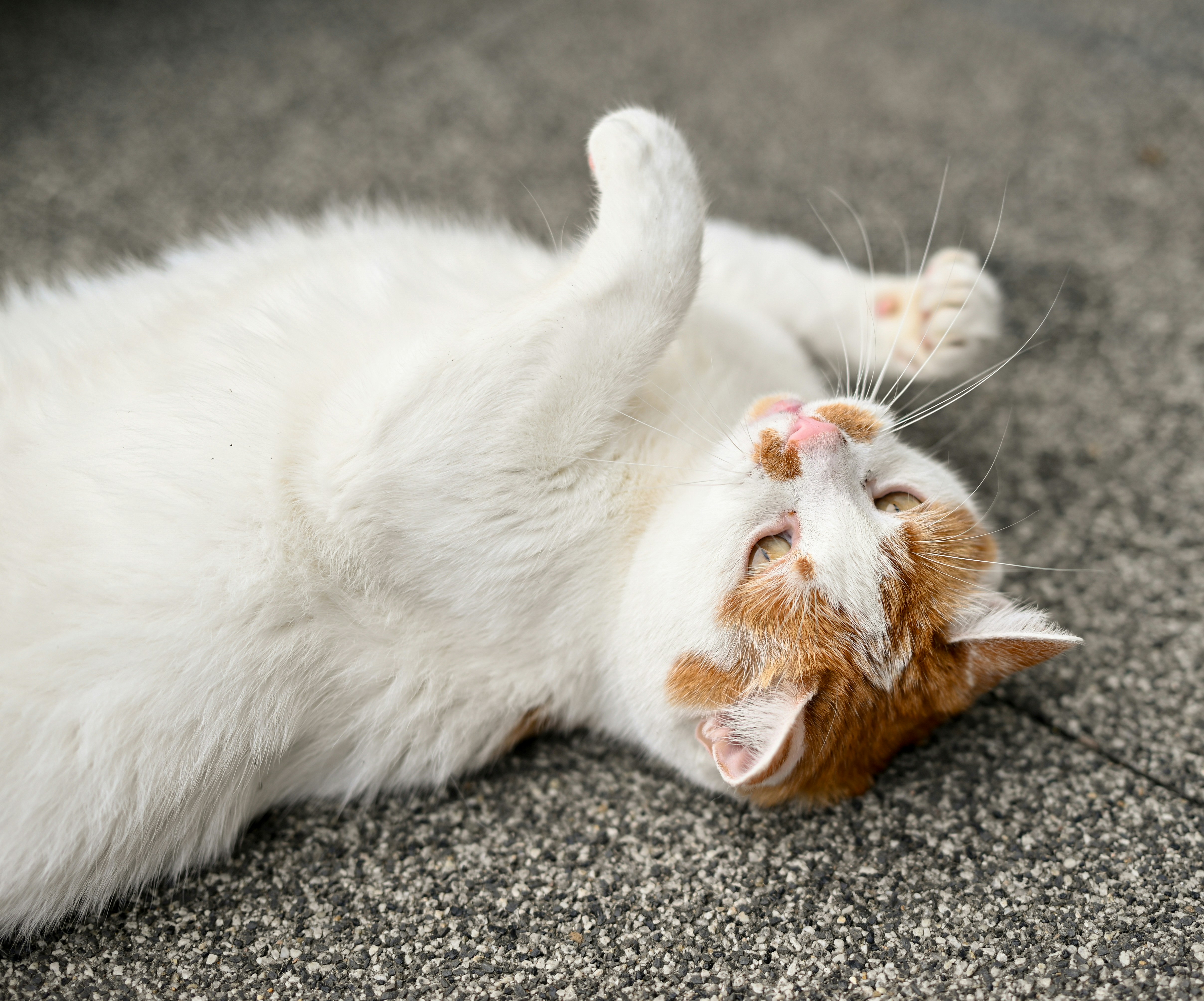 Lying in the Warm Street Light: A Calm Cat Reposes