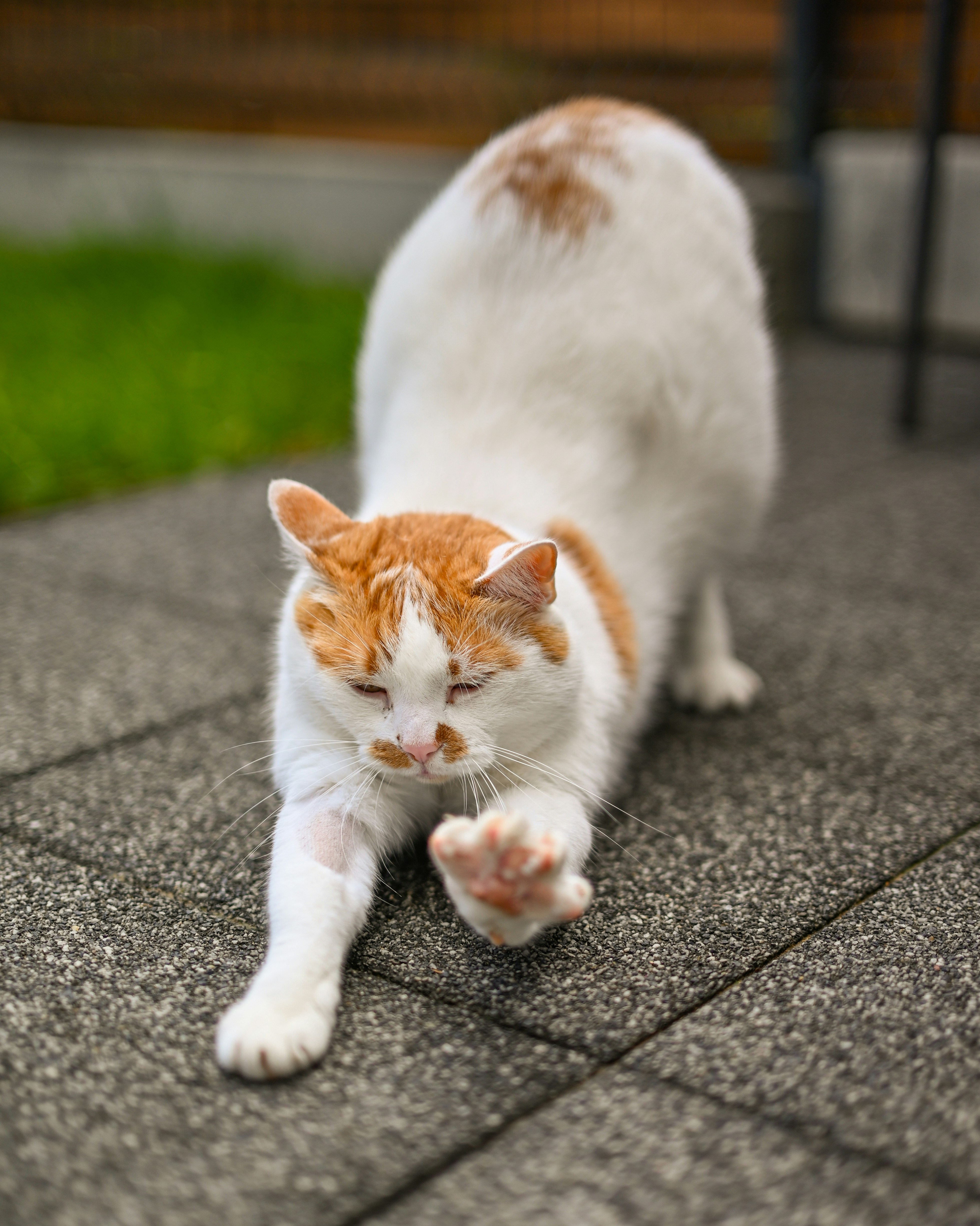Cat on the Move: The White-Orange Feline Confronts the Lens