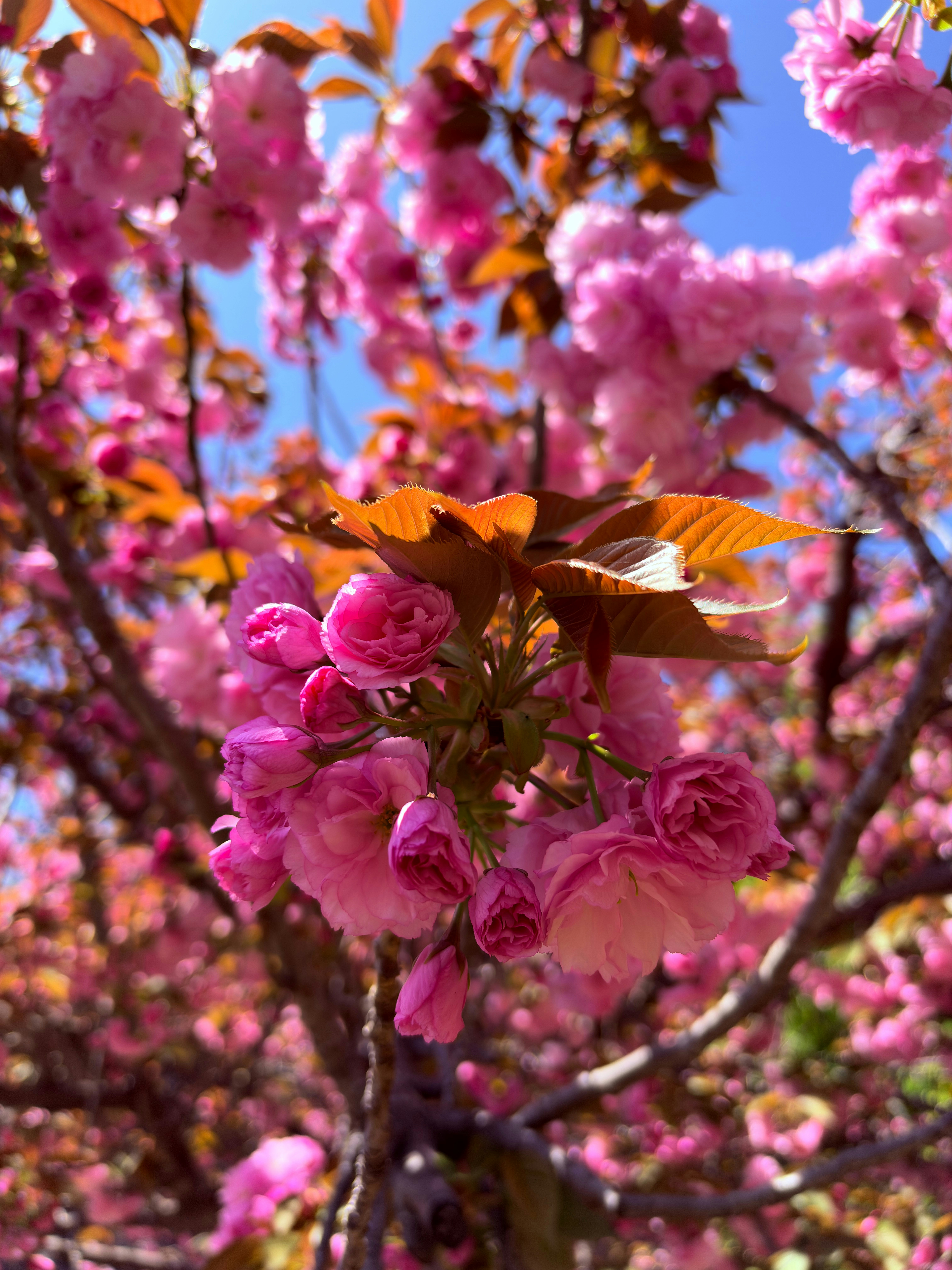Cherry Blossom Burst: A Close-Up of Pink Blooms Against Blue Sky
